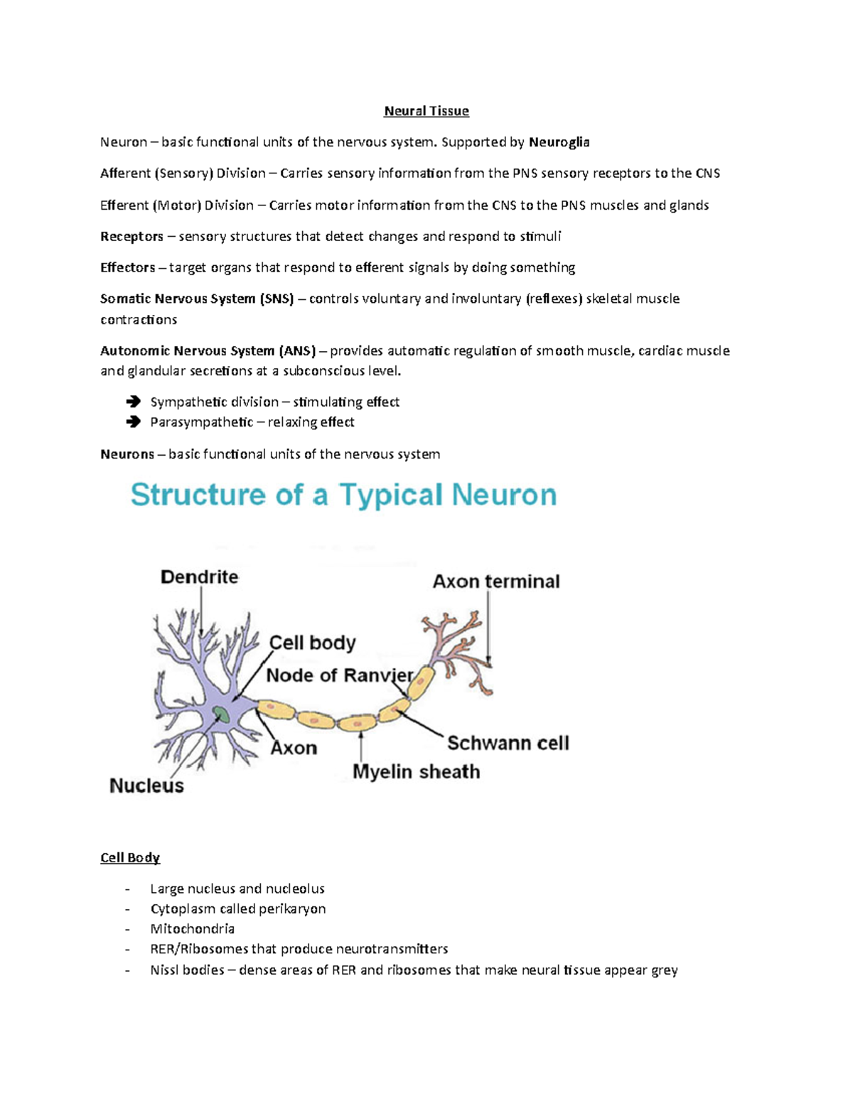 Test 2 review -neural tissue - Neural Tissue Neuron – basic functional ...