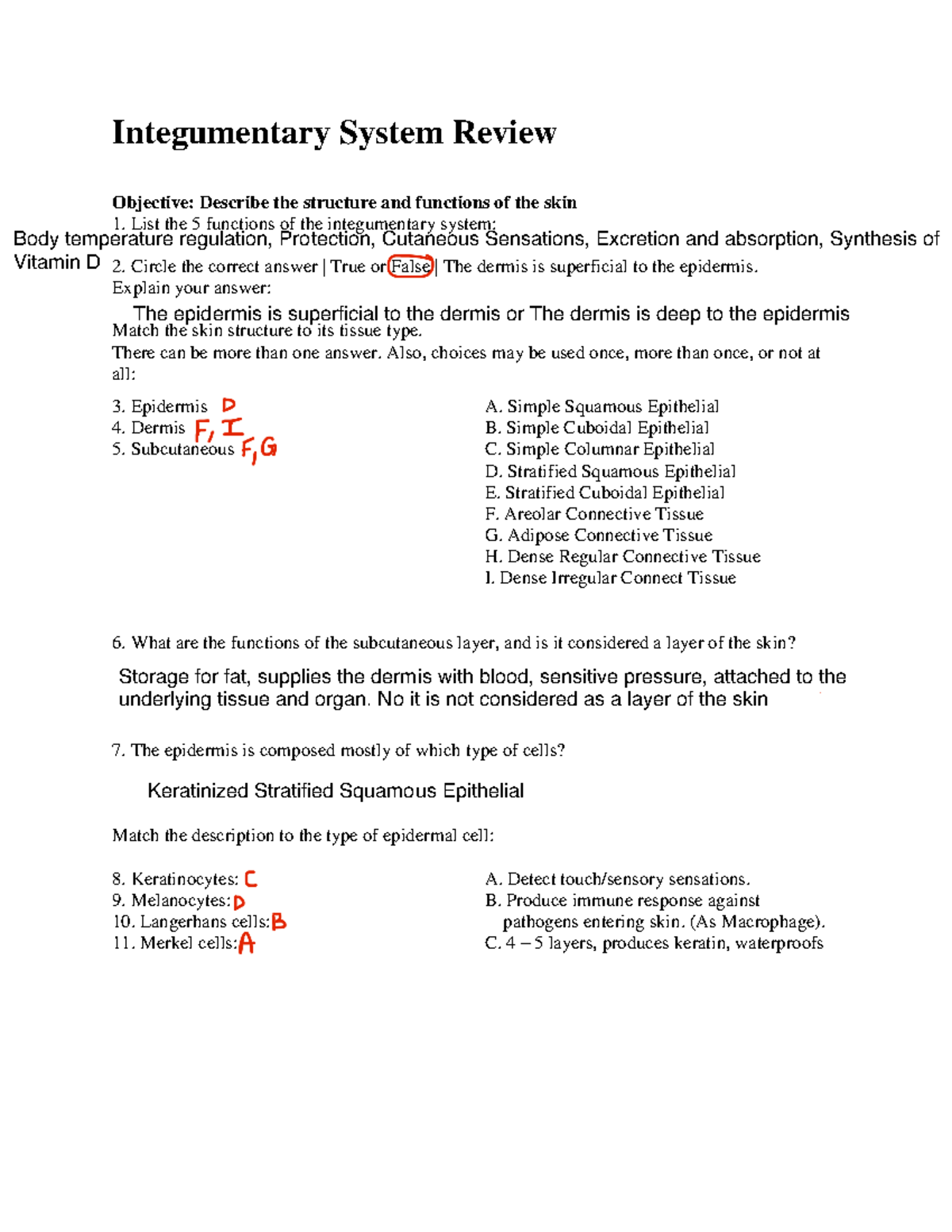 CH. 10-Integumentary System Review Worksheet - Integumentary System ...