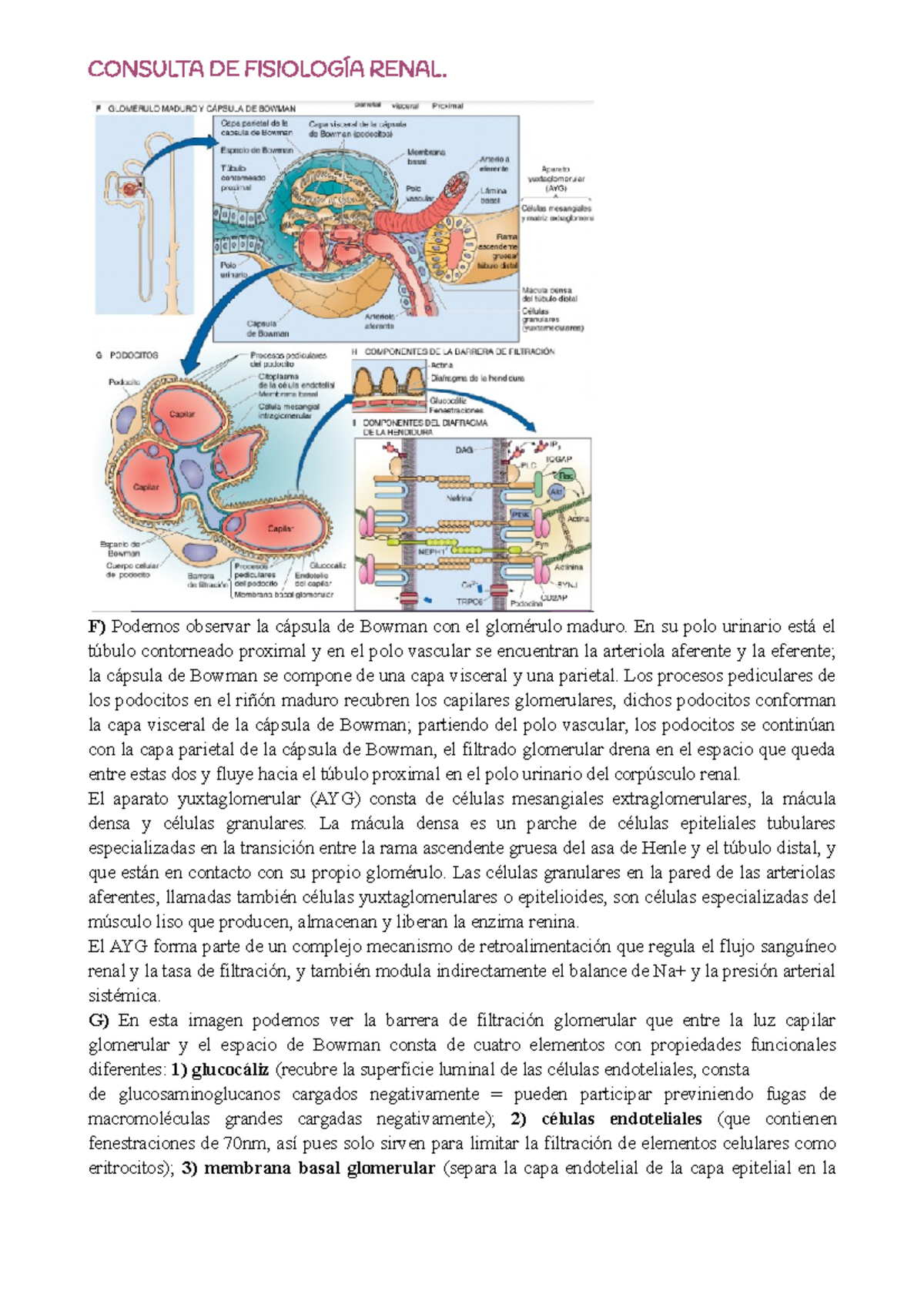 Consulta de Fisio - F) Podemos observar la cápsula de Bowman con el ...