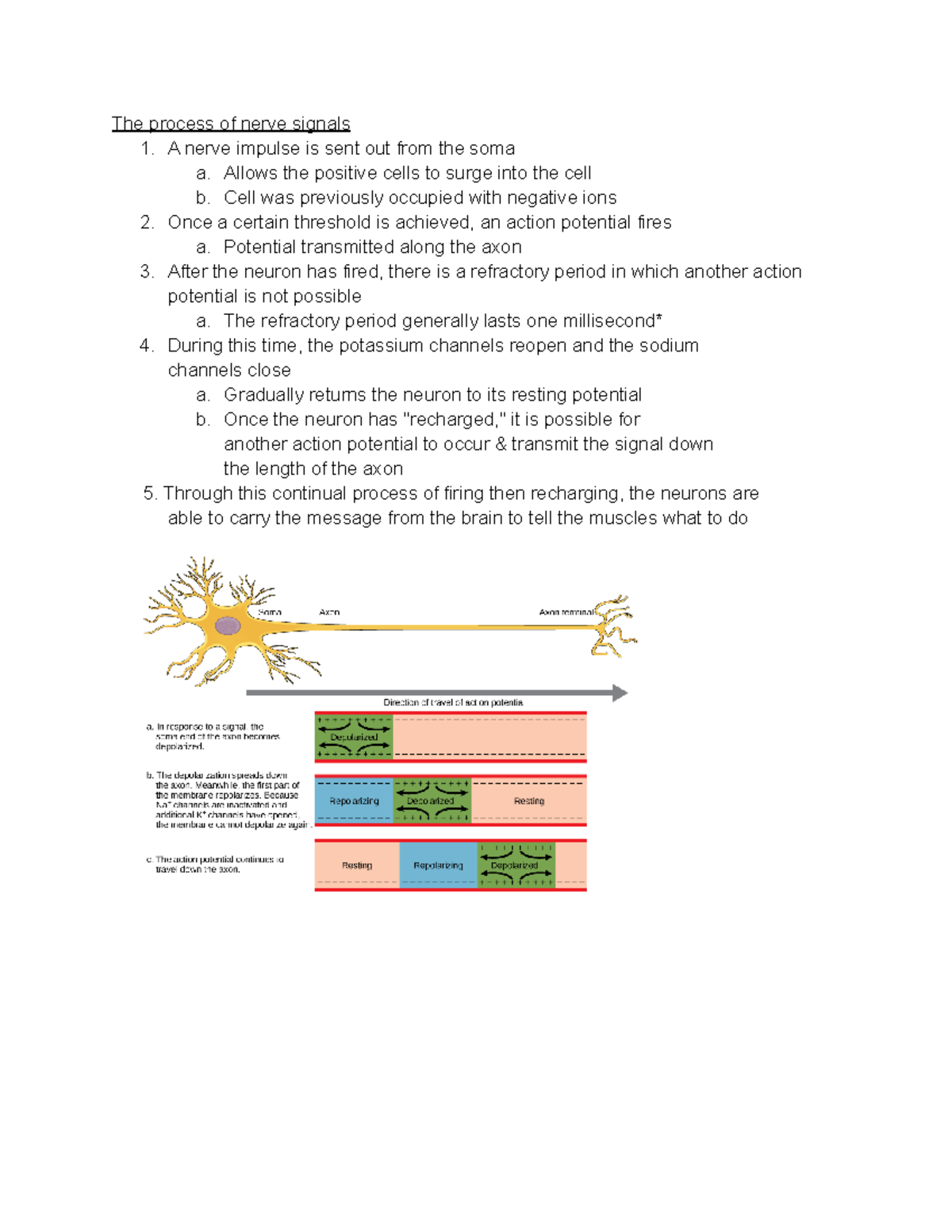 Process of nerve impulses - The process of nerve signals 1. A nerve ...