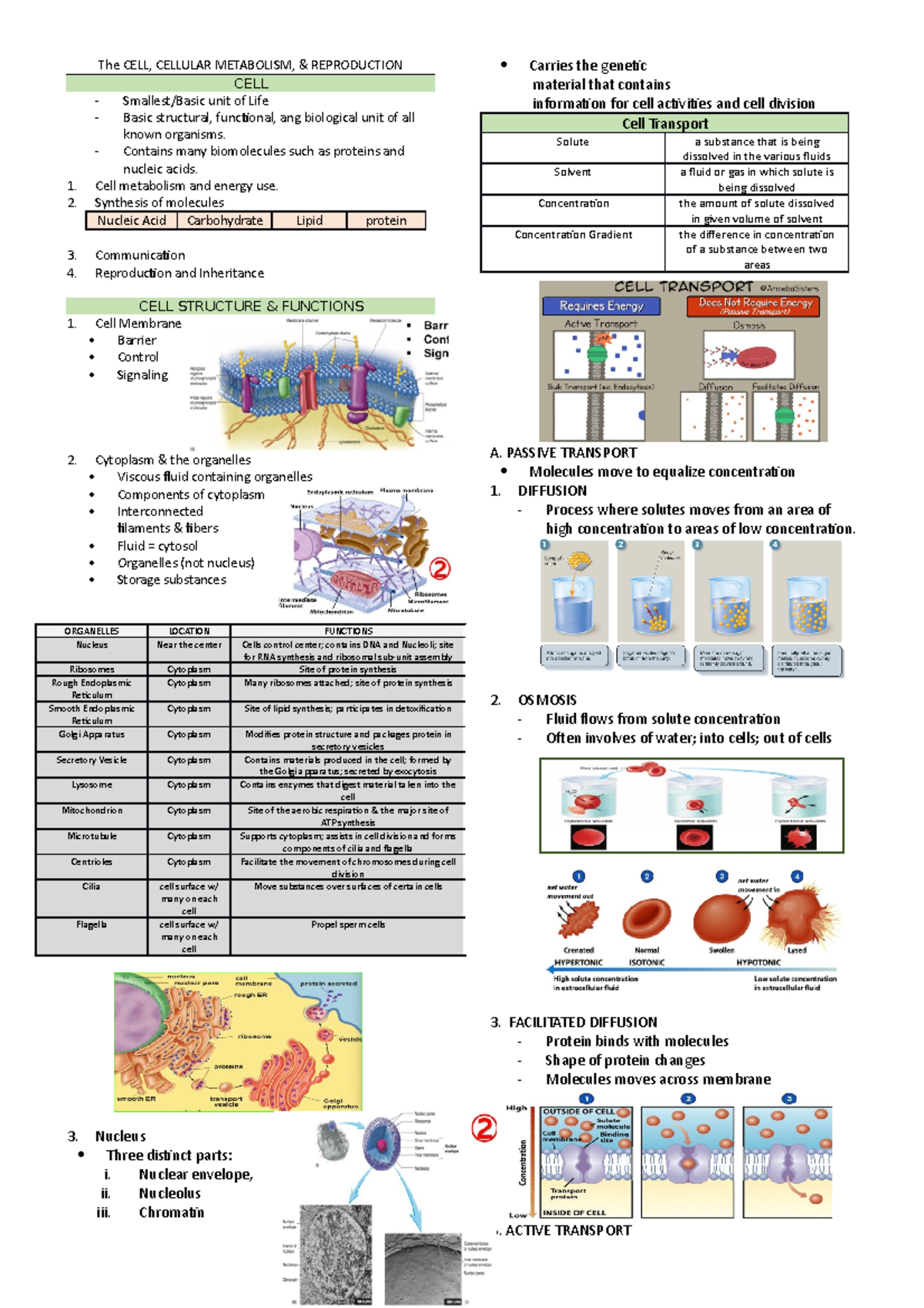 WEEK3 ANATOMY AND PHSIOLOGY - The CELL, CELLULAR METABOLISM ...