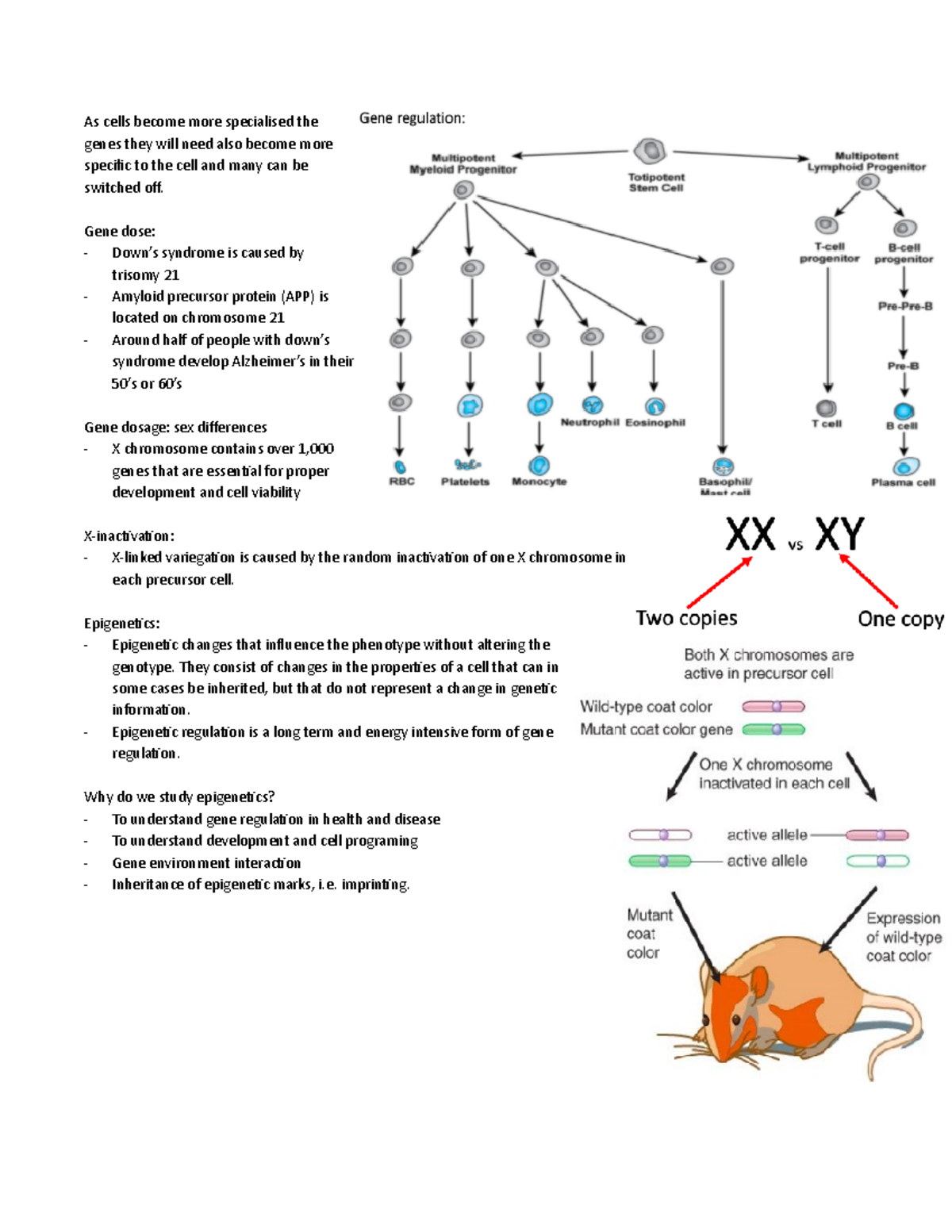 All About Epigenetics - 6H5Z1036 - MMU - Studocu
