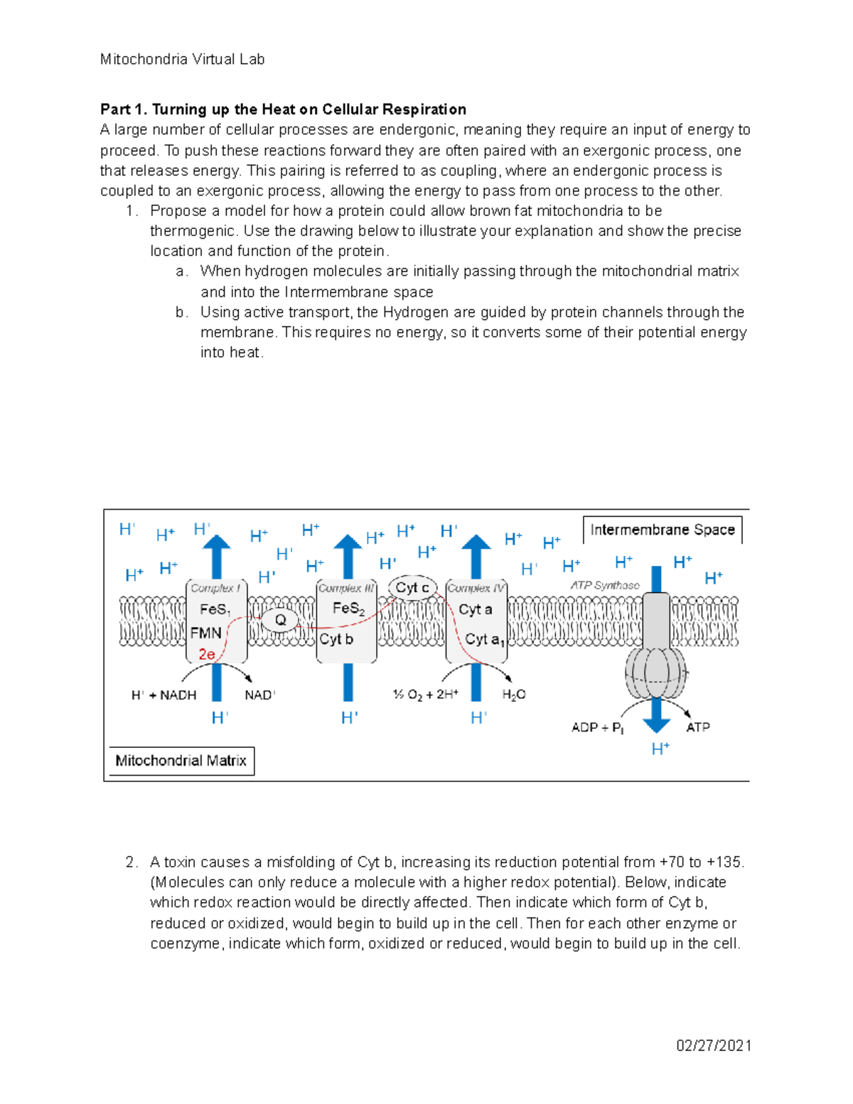Mitochondria Virtual Lab - Turning up the Heat on Cellular Respiration ...