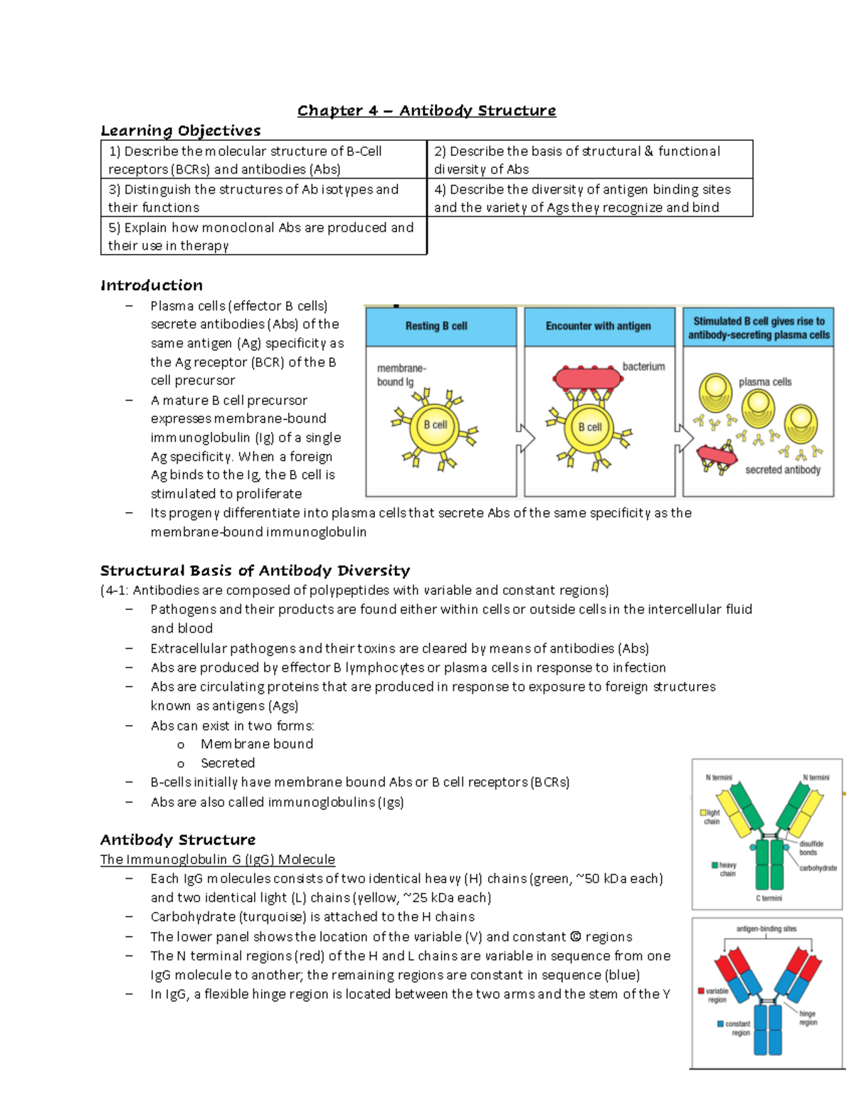 Chapter 4 - Notes - Chapter 4 – Antibody Structure Learning Objectives ...