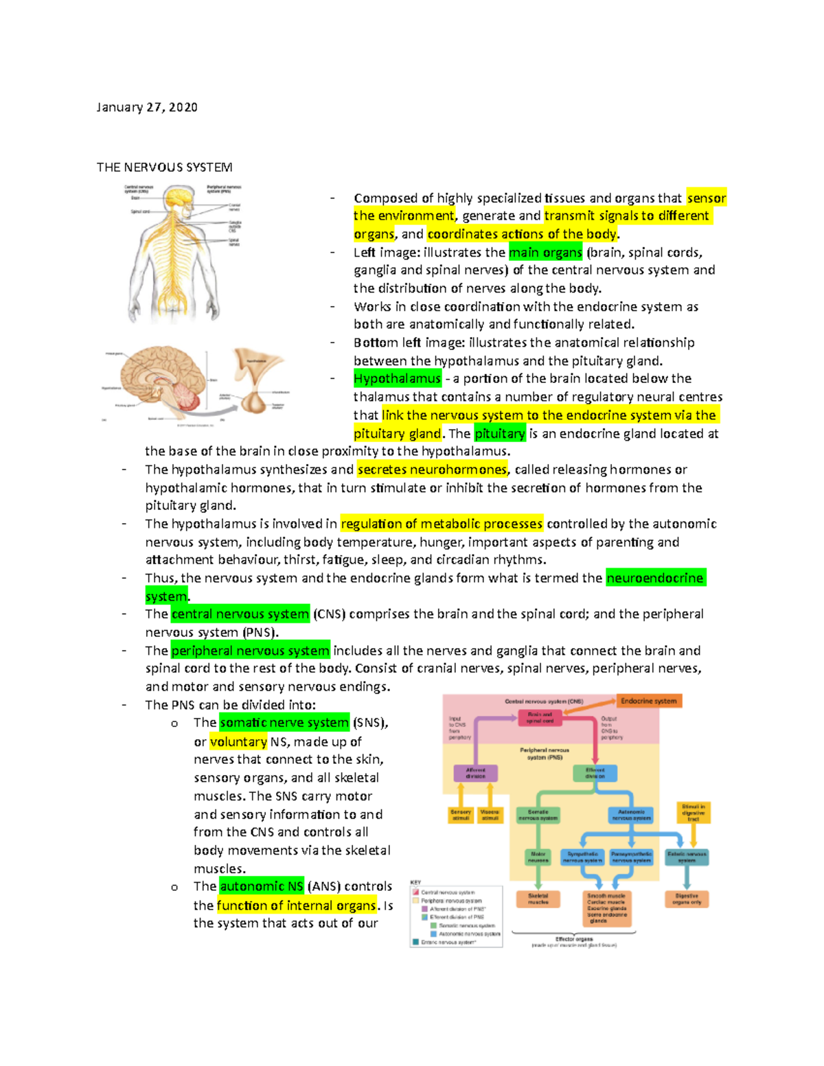 January 27 - Lecture Notes - January 27, 2020 THE NERVOUS SYSTEM ...