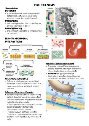 CELLS - DRAWING (BACTERIA & PLANT CELL) - Microbiology & Parasitology ...