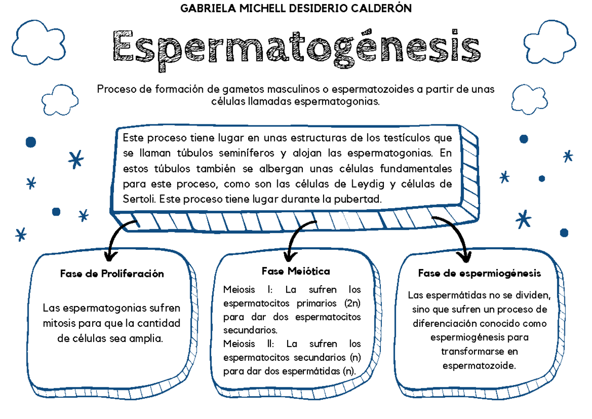Espermatogenesis Mapa Conceptual