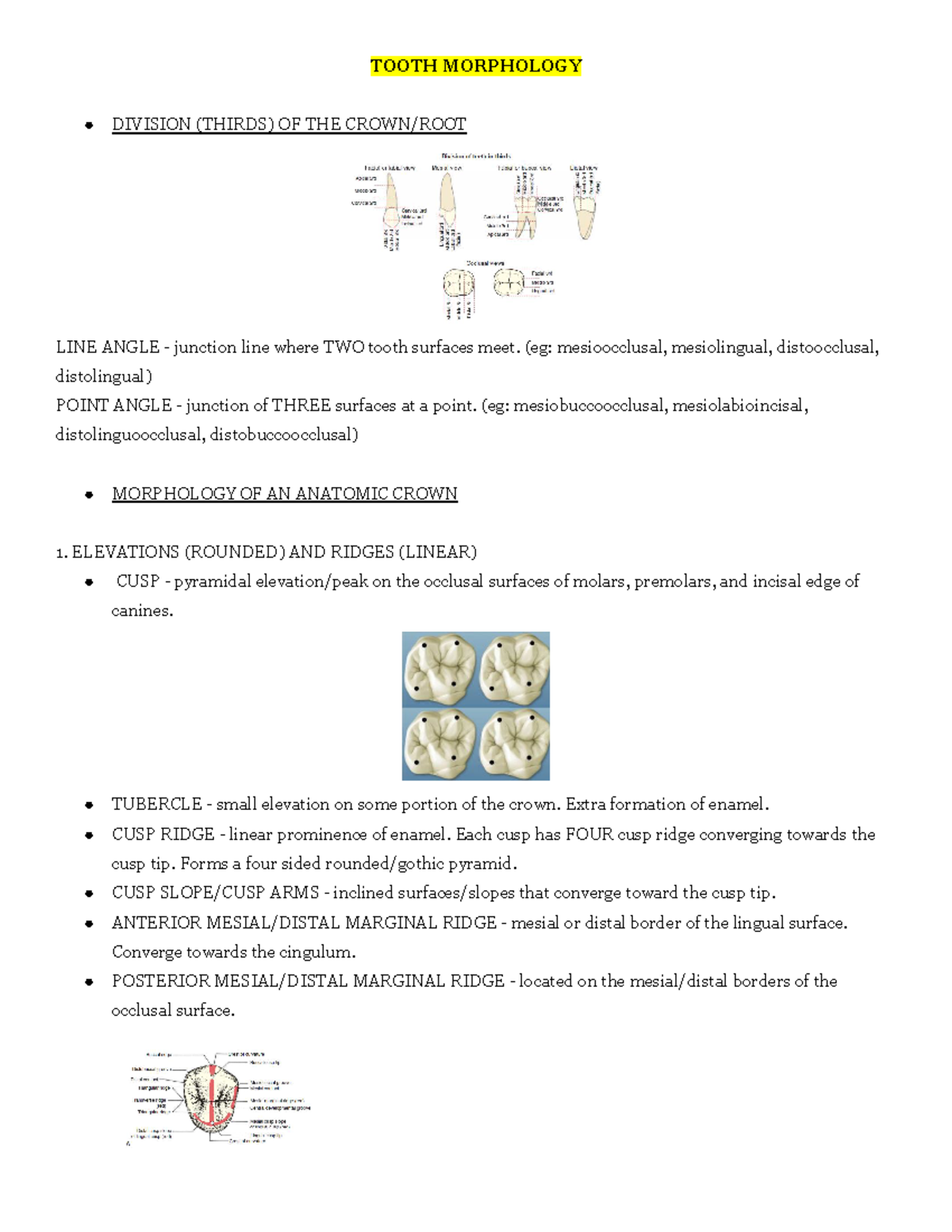 Oral Anatomy Tooth Morphology - TOOTH MORPHOLOGY DIVISION (THIRDS) OF ...