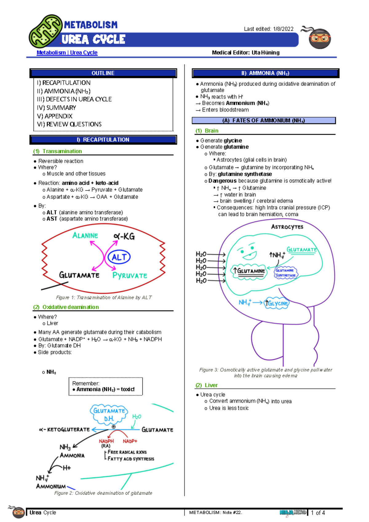 2. Urea Cycle - Notes - Urea Cycle METABOLISM: Note #22. 1 of 4 22 ...