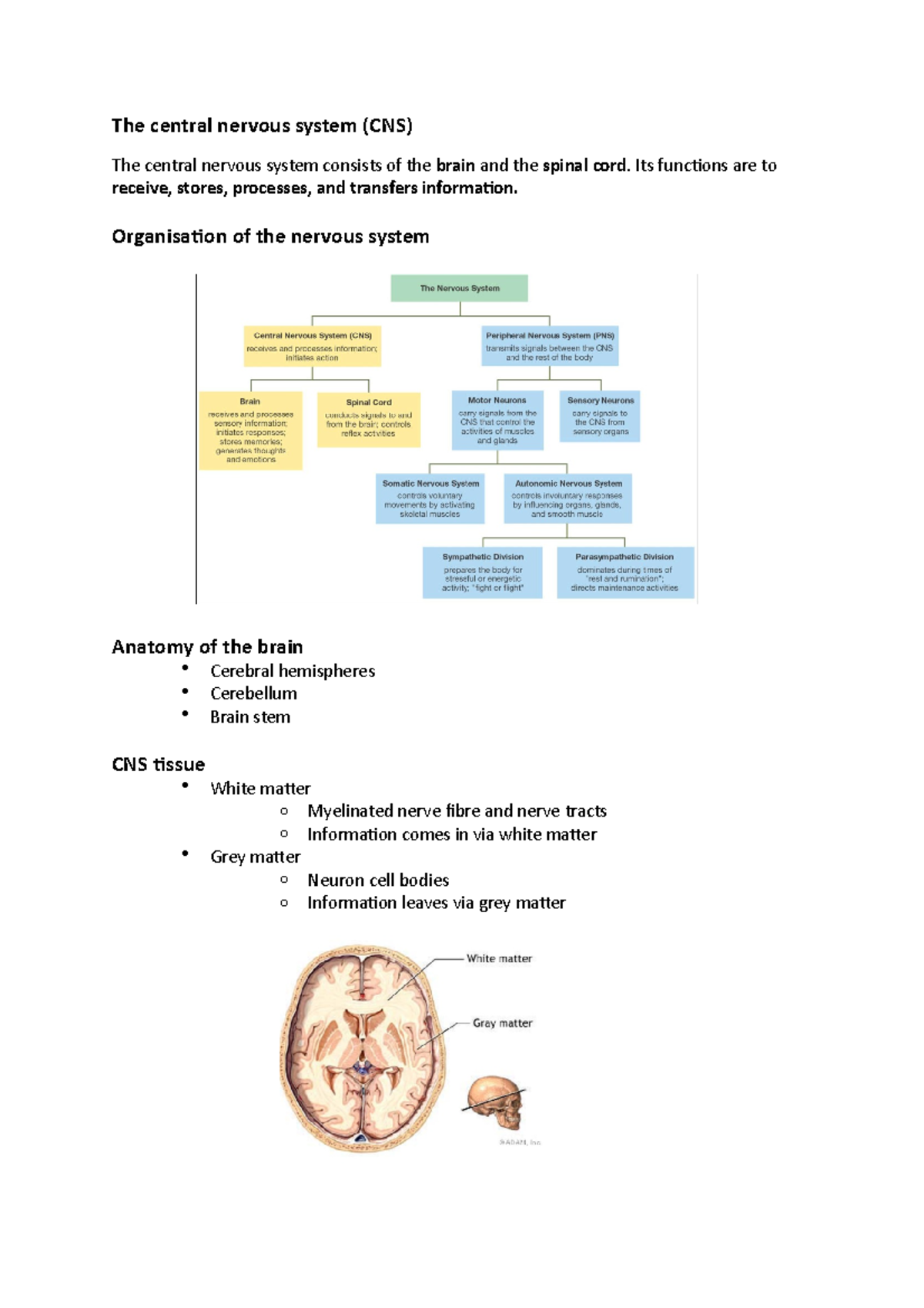 Lecture 3: Central nervous system - The central nervous system (CNS ...