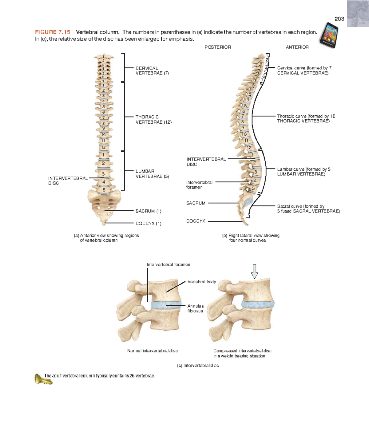 Anatomyandphy-85 - N/A - 203 Normal intervertebral disc Compressed ...