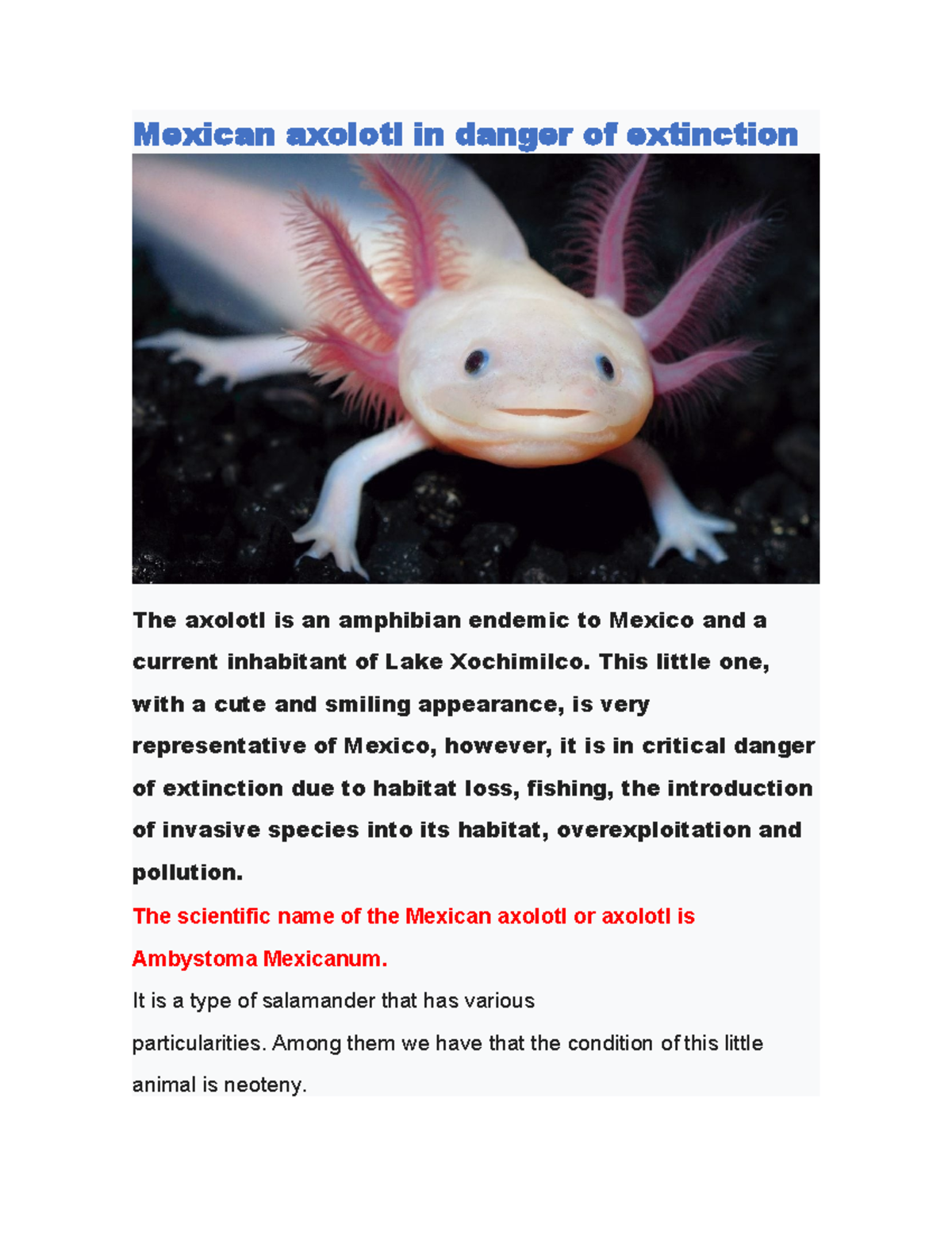 Mexican axolotl in danger of extinction - This little one, with a cute ...