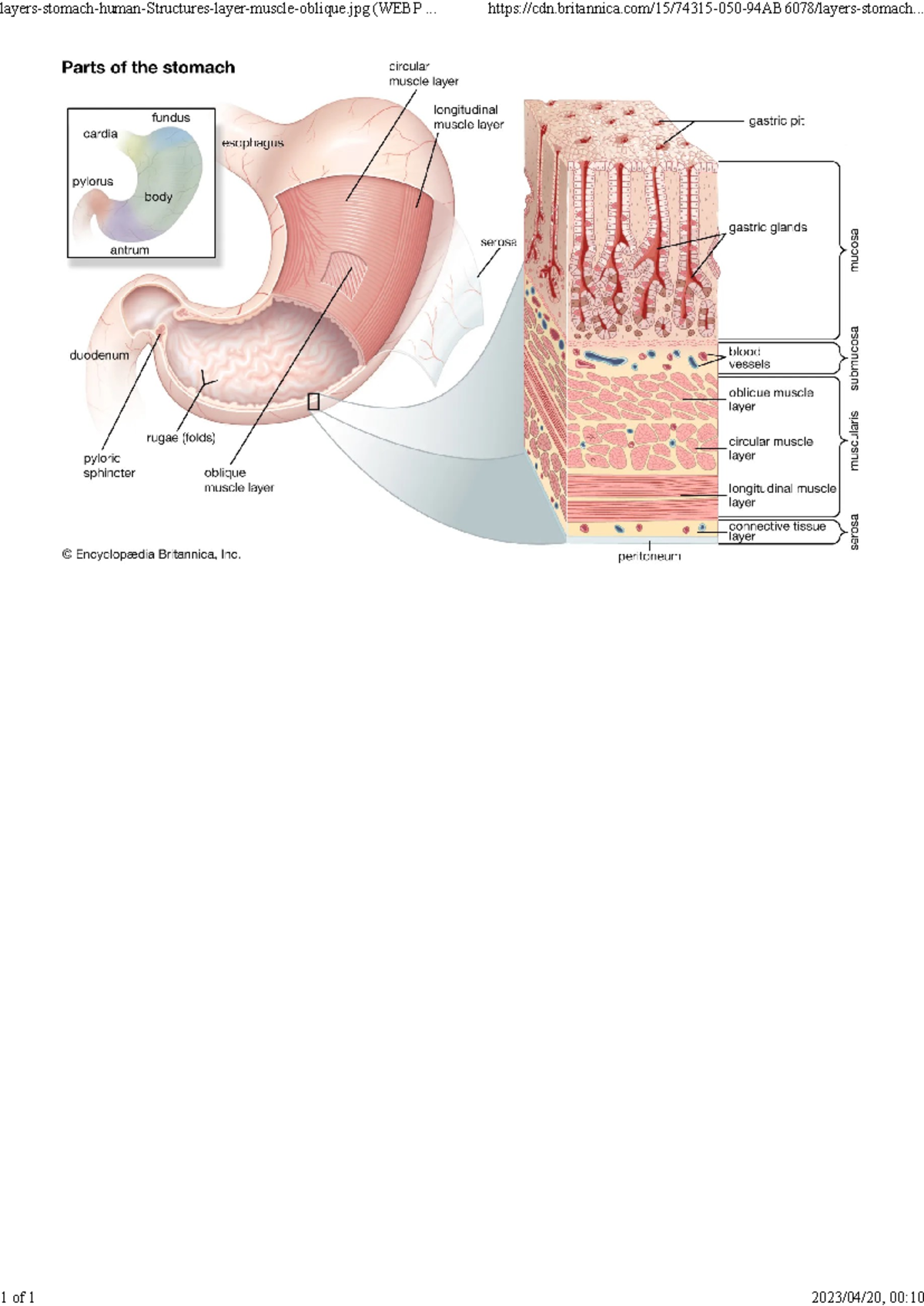 The stomach - PSYC111 - layers-stomach-human-Structures-layer-muscle ...