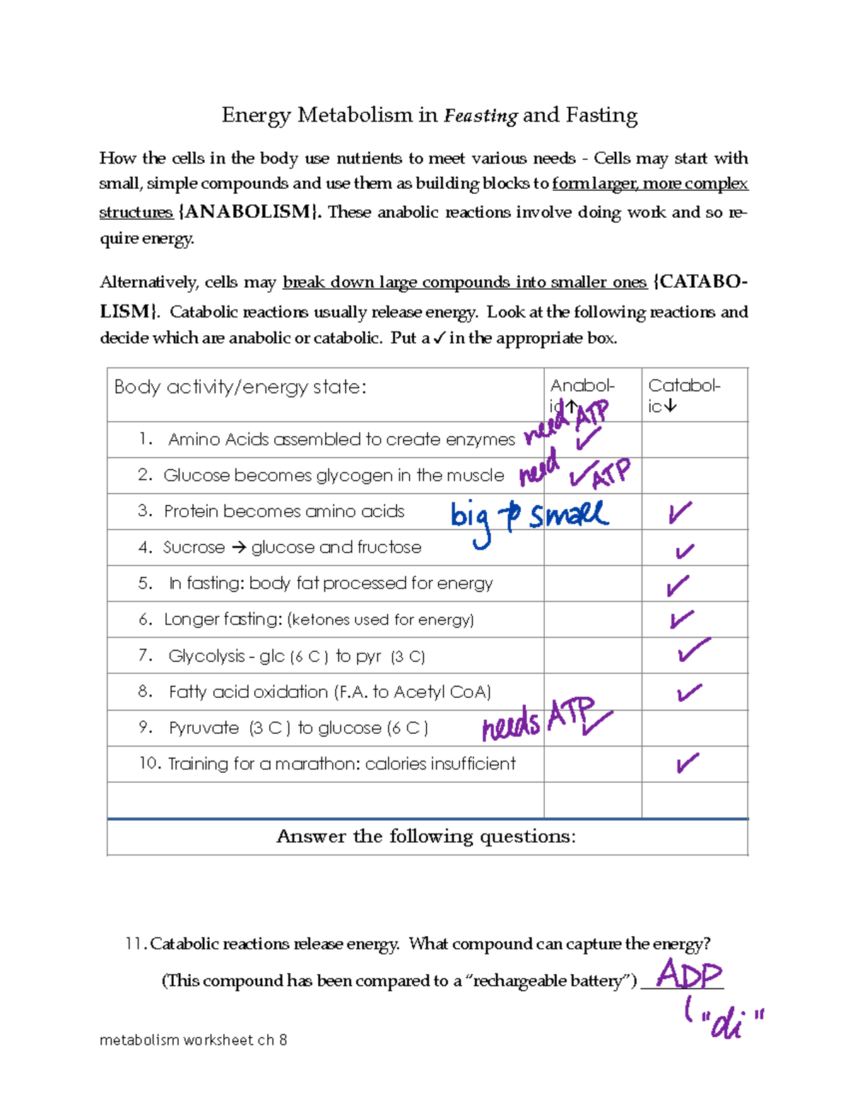 Metabolism notes - answers-1 - Energy Metabolism in Feasting and ...