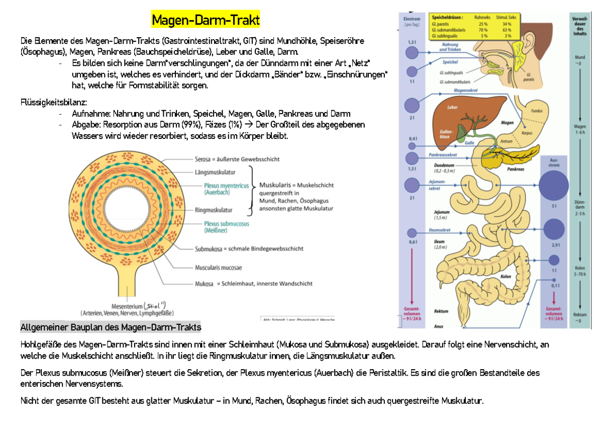 Magen Darm - Zusammenfassung für die Klausur - Magen-Darm-Trakt Die ...