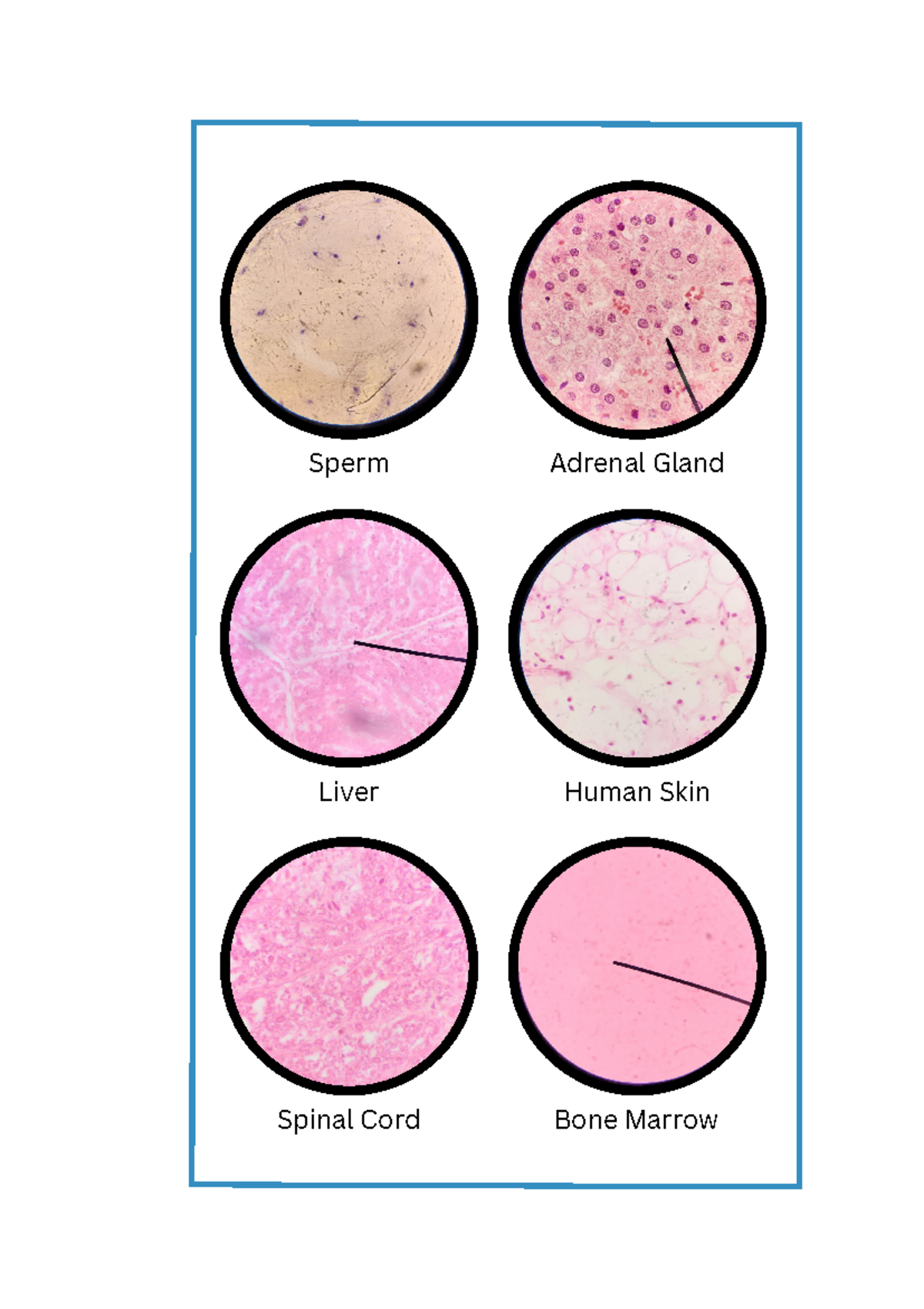 Copy of shared 2 - The microscope - Bs medical technology - Sperm ...