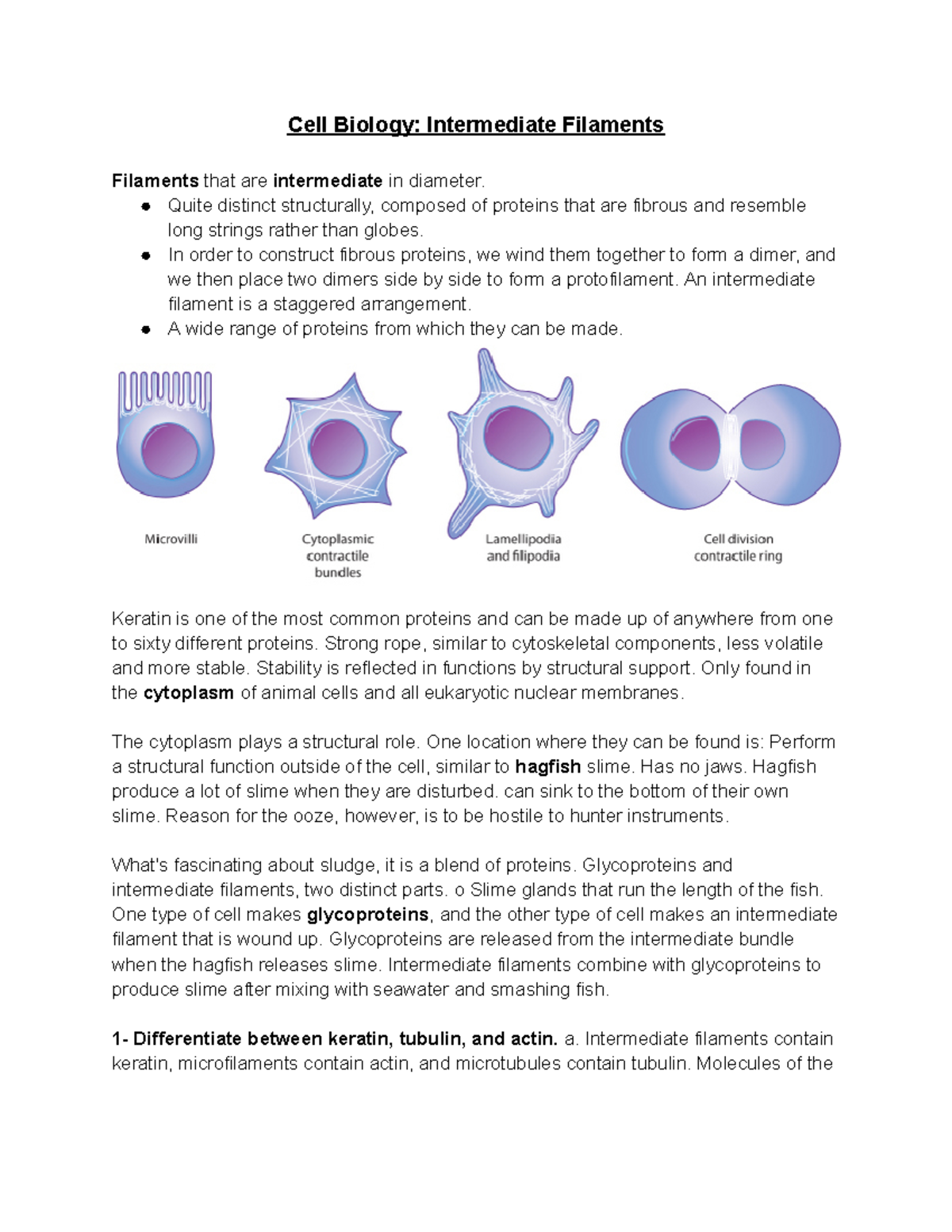 Cell Biology Intermediate Filaments - Cell Biology: Intermediate ...