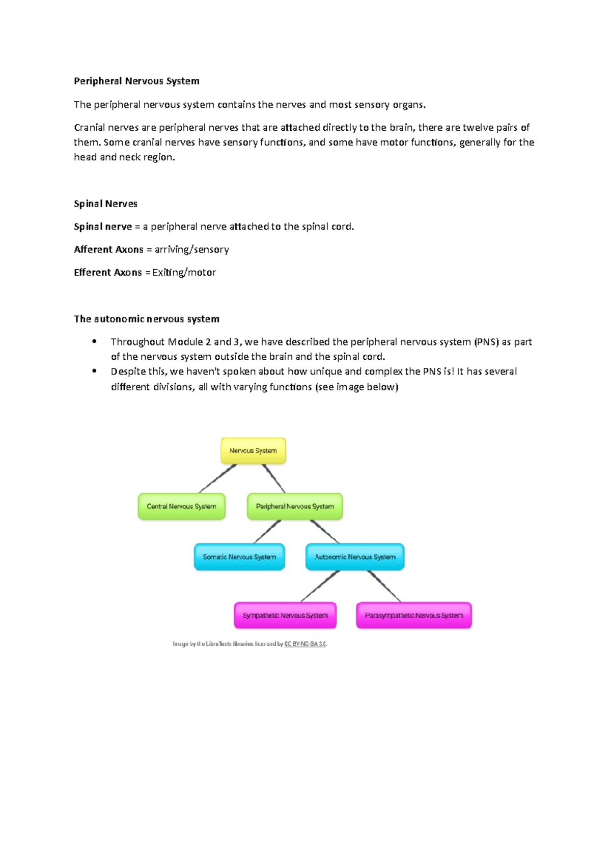 Biological psych week 4 - Peripheral Nervous System The peripheral ...