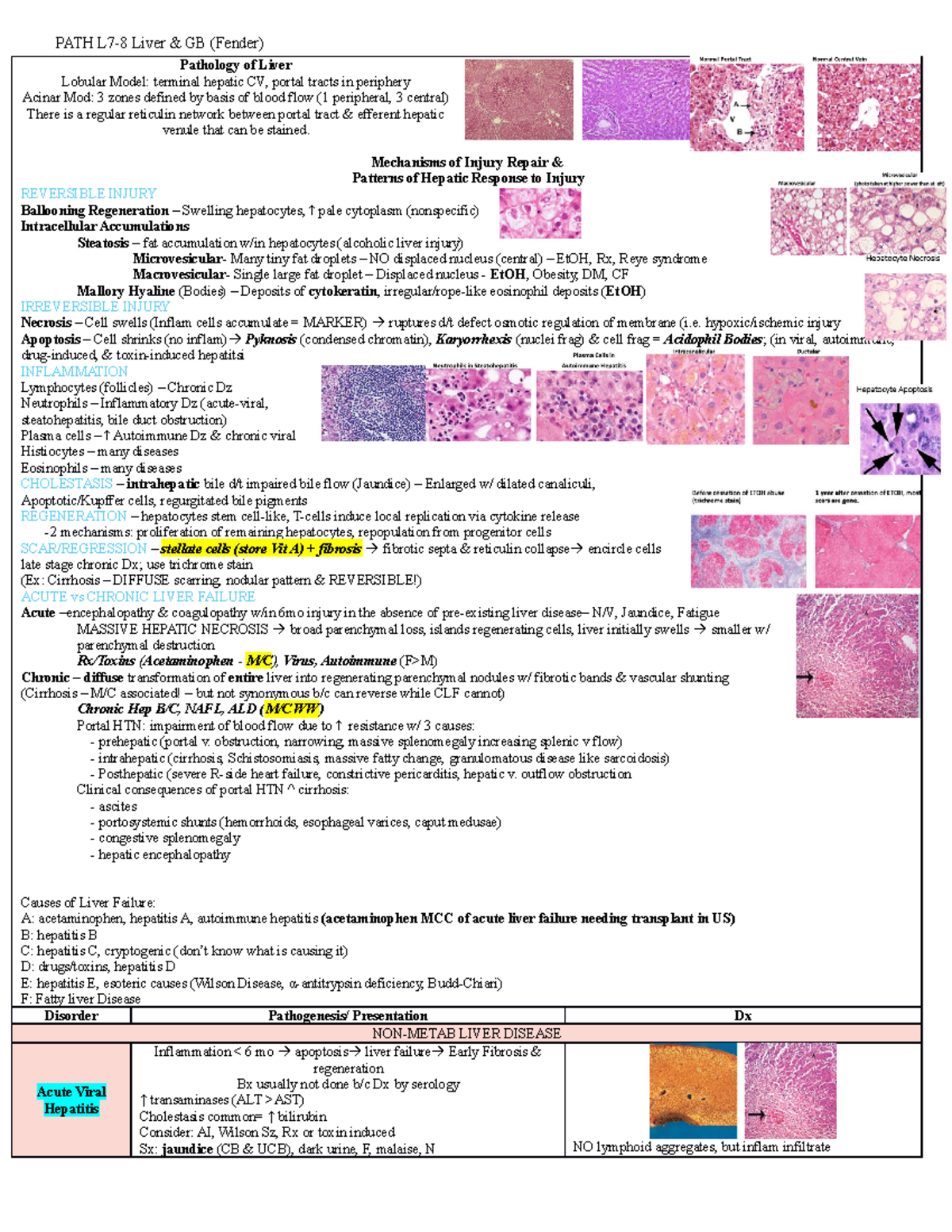 Path GI L7 Liver - PATH L7-8 Liver & GB (Fender) Pathology of Liver Lobular Model: terminal ...