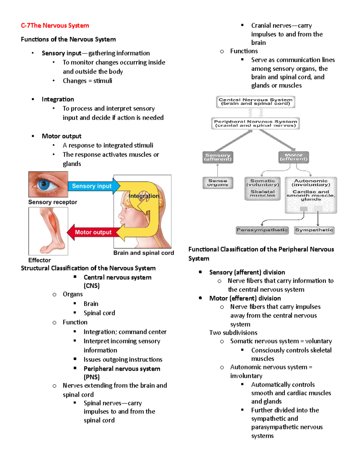 C-7 Nerve System - C-7The Nervous System Functions of the Nervous ...