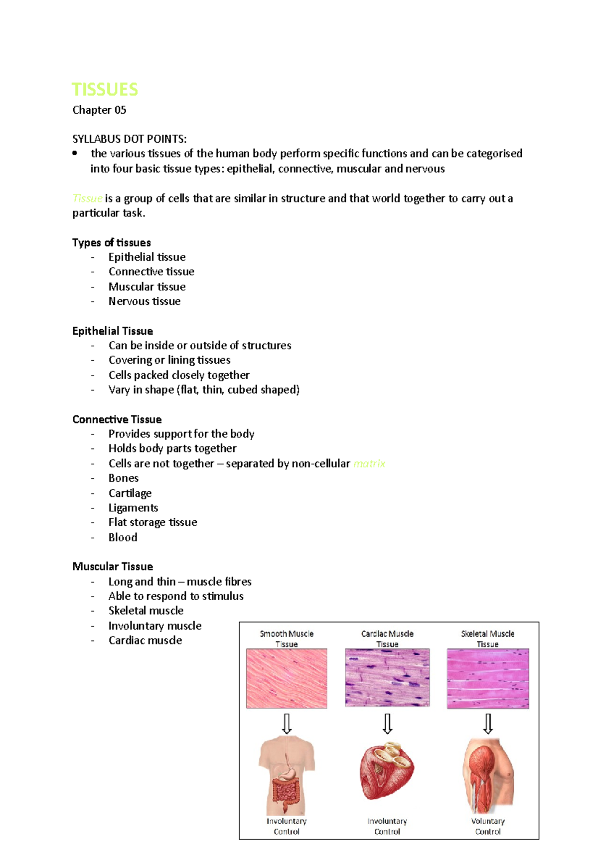 Tissues - Covers the basic structure and function of each tissue of the ...