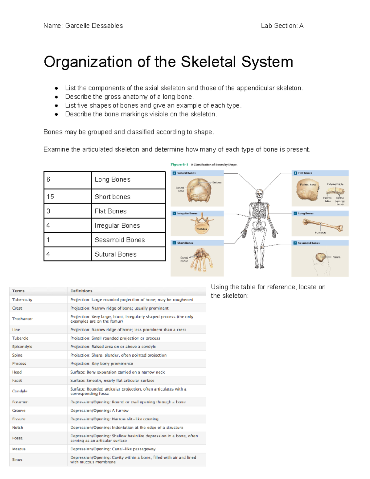 Copy of Lab 3 Organization of the Skeletal System - Organization of the ...