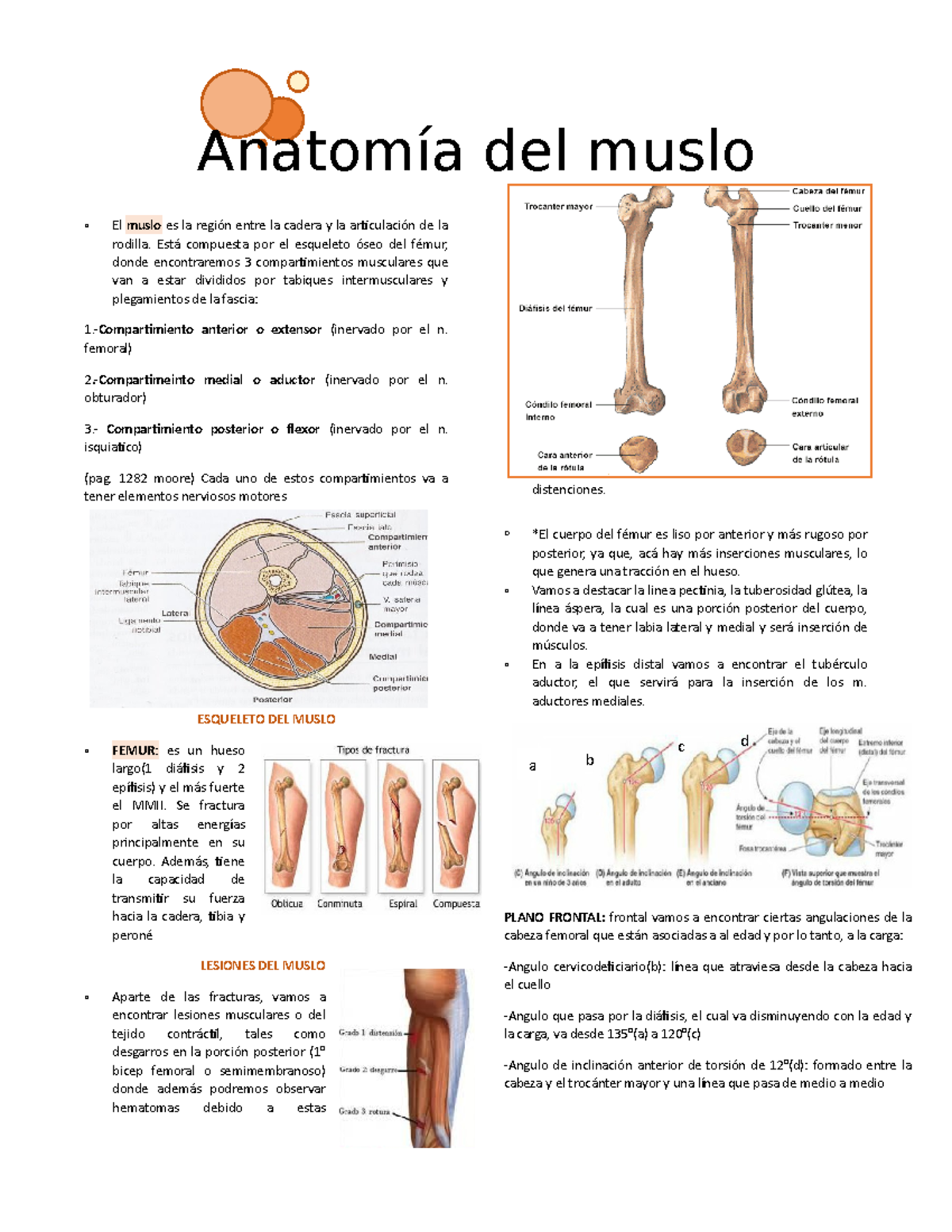 C2 Anatomia Muslo - El muslo es la región entre la cadera y la ...