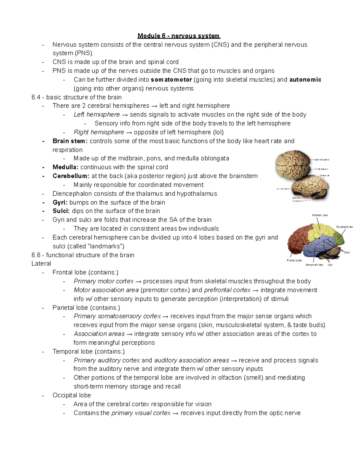 Module 6 - nervous system - Module 6 - nervous system Nervous system ...