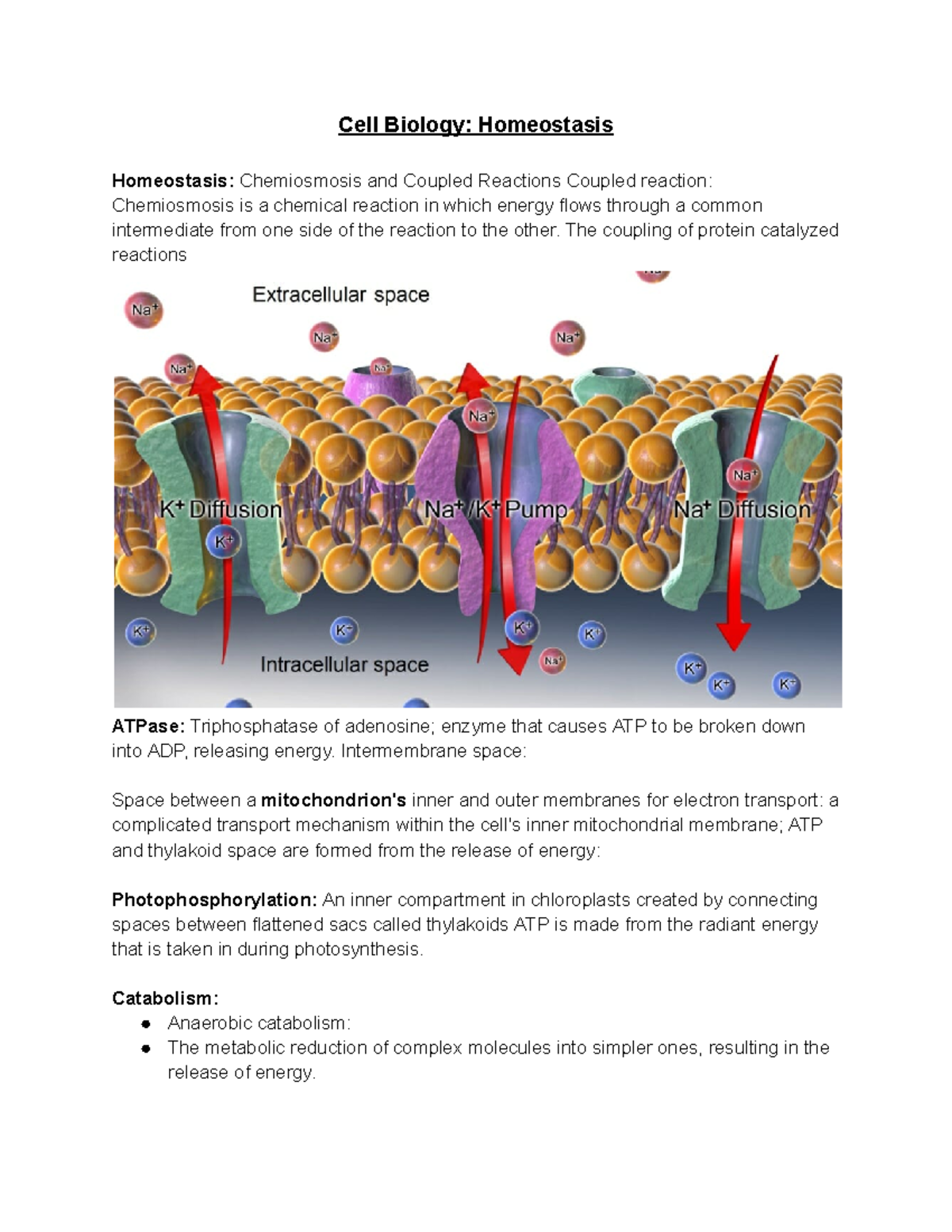 Cell Biology Homeostasis 2 notes - Cell Biology: Homeostasis ...