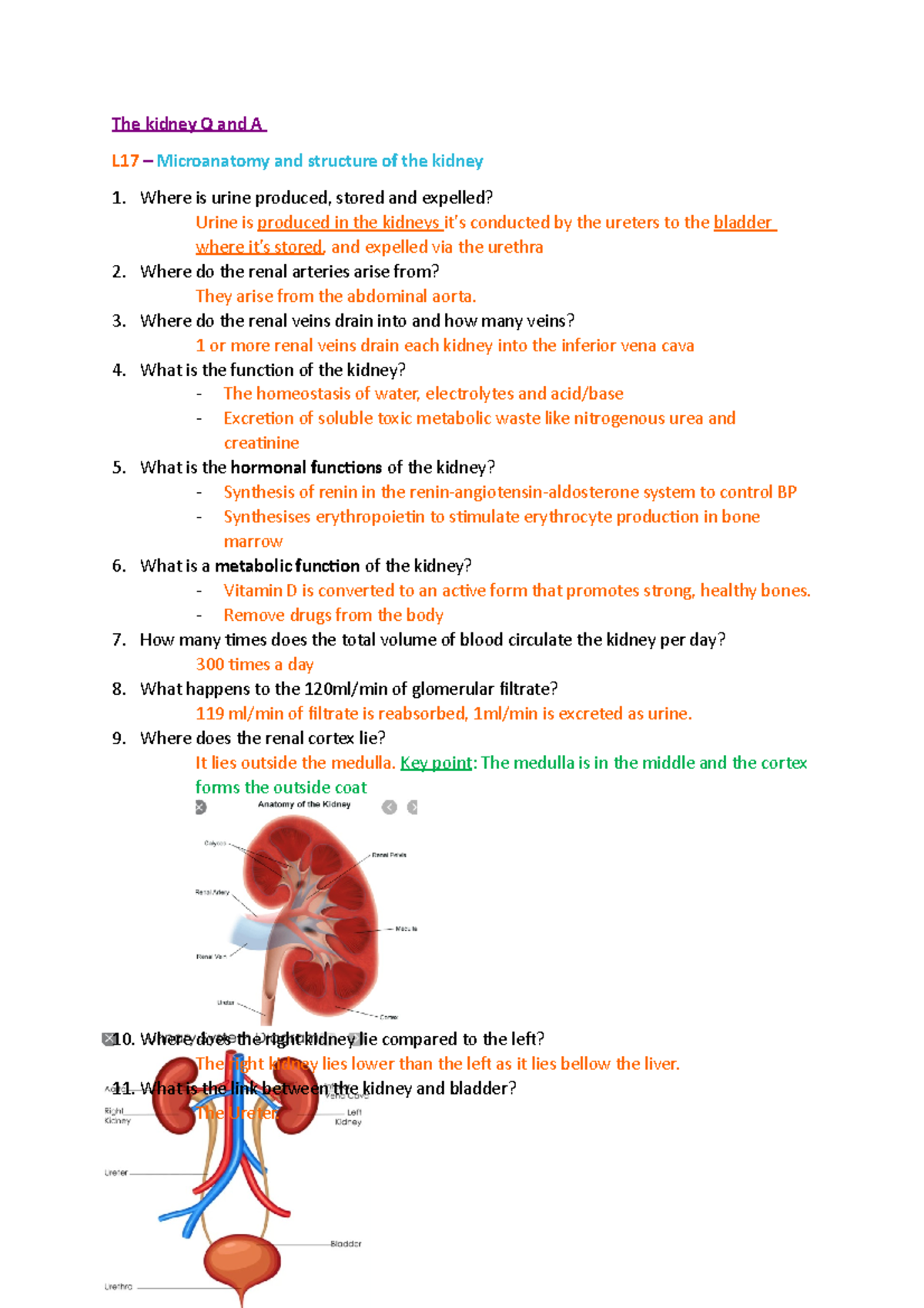 Lecture 17 - microanatomy and structure of the kidney Q and A - The ...