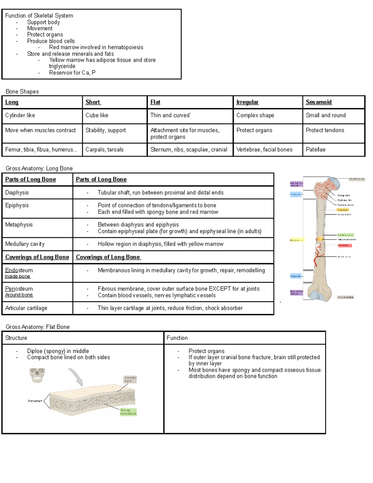 Bone Tissue - Bone lecture summary - Function of Skeletal System ...