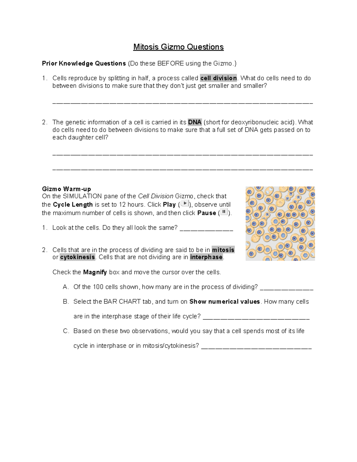 Mitosis Gizmo Questions - Mitosis Gizmo Questions Prior Knowledge ...