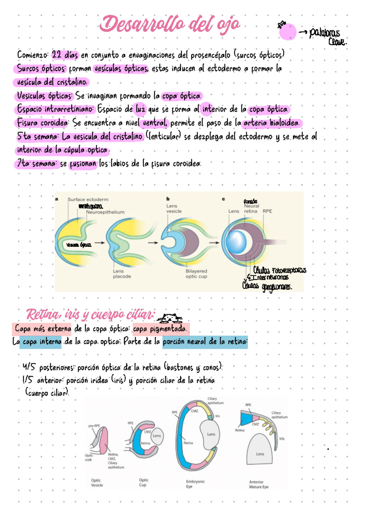 Embriología y genética S3: desarrollo ojo y oido - Desarrollo del ojo ...