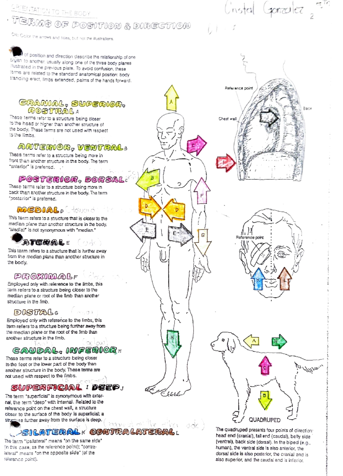 Position and direction (terms ) - LETATO 7O TtE BODY VERIDSOF POS0TION ...