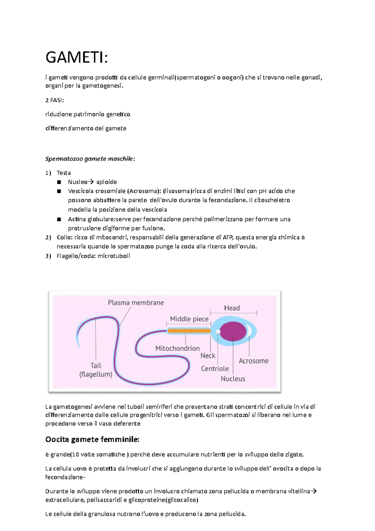 Gameti ecc - GAMETI: i gameti vengono prodotti da cellule germinali ...
