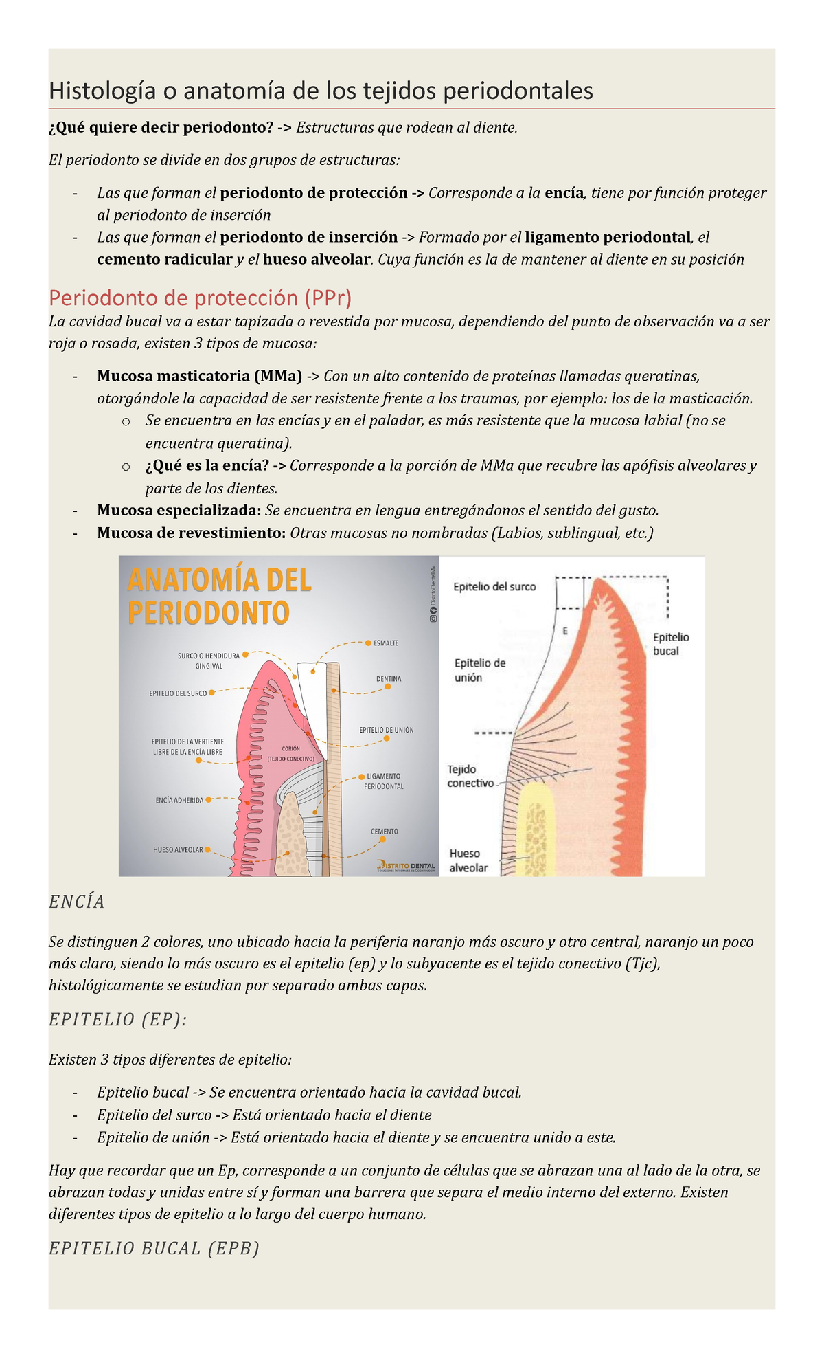 Histología o anatomía de los tejidos periodontales - Histología o ...