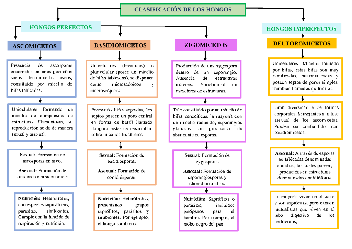 Clasificación de los Hongos - CLASIFICACIÓN DE LOS HONGOS HONGOS ...