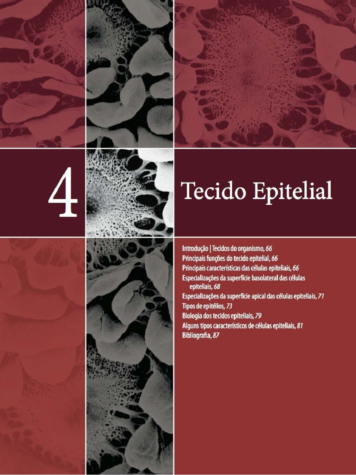 Histologia Básica, Texto e Atlas - Junqueira & Carneiro - 12ª Ed ...