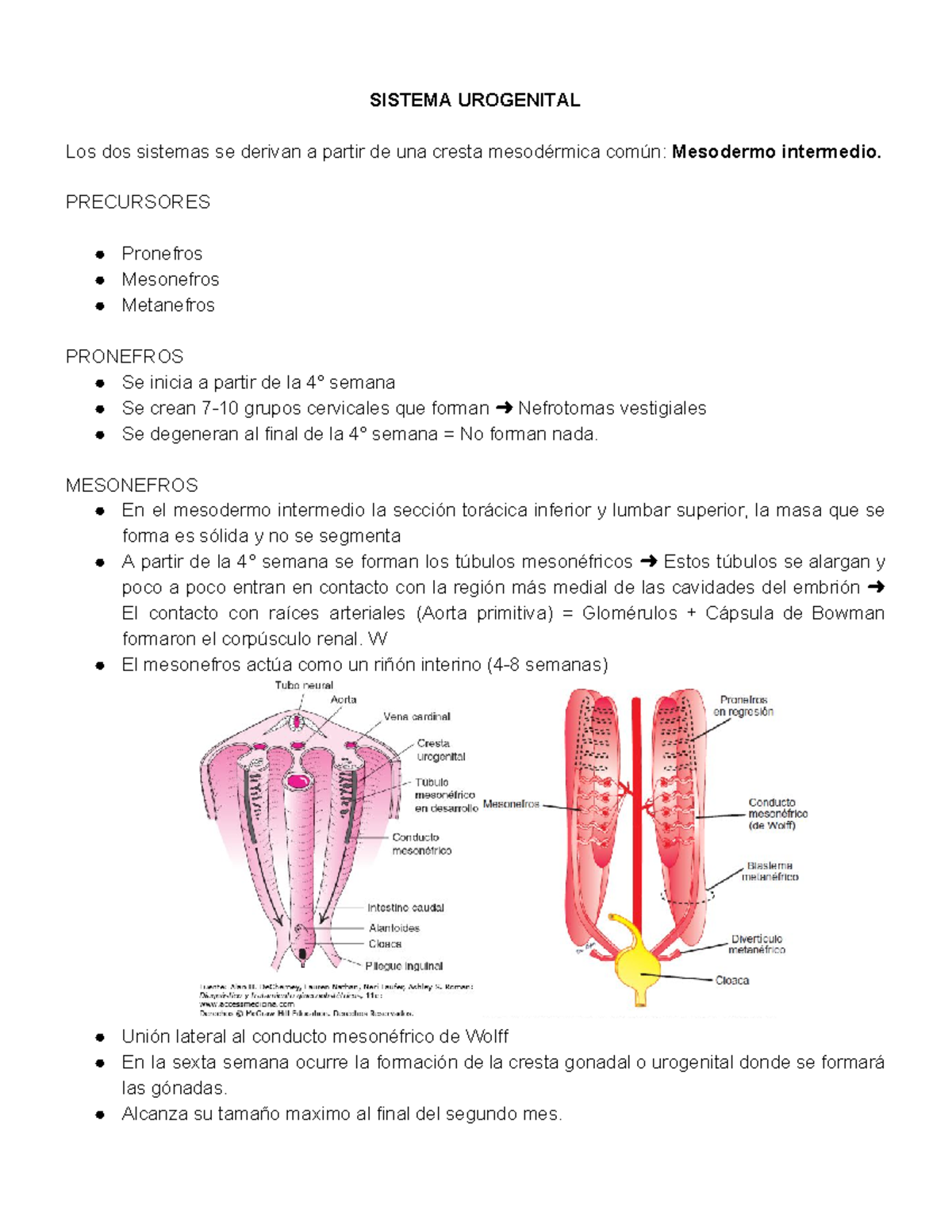 Sistema Urogenital - SISTEMA UROGENITAL Los dos sistemas se derivan a ...