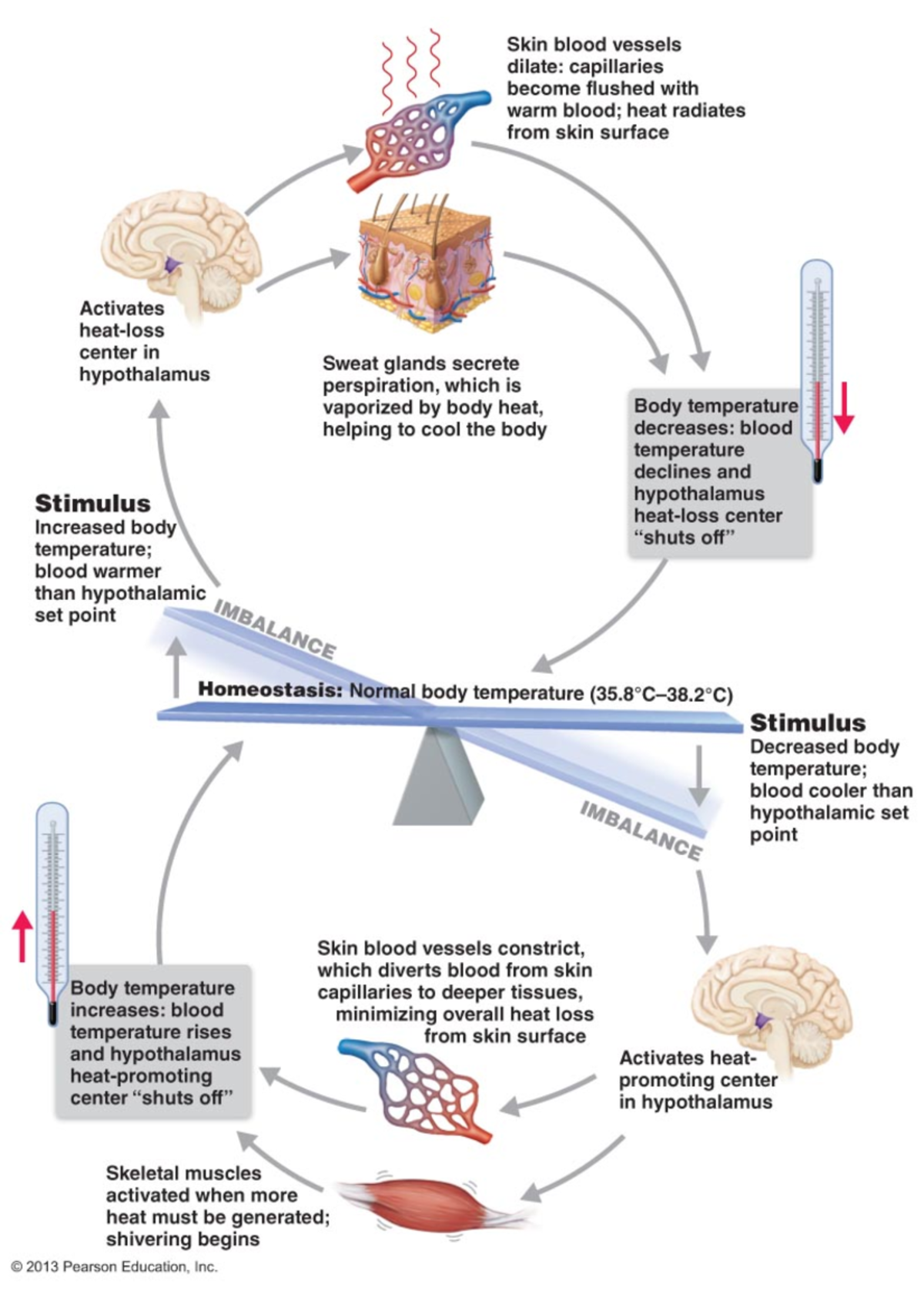 Feedback look - 3.4 ncea internal notes - Biology for Biomedical ...