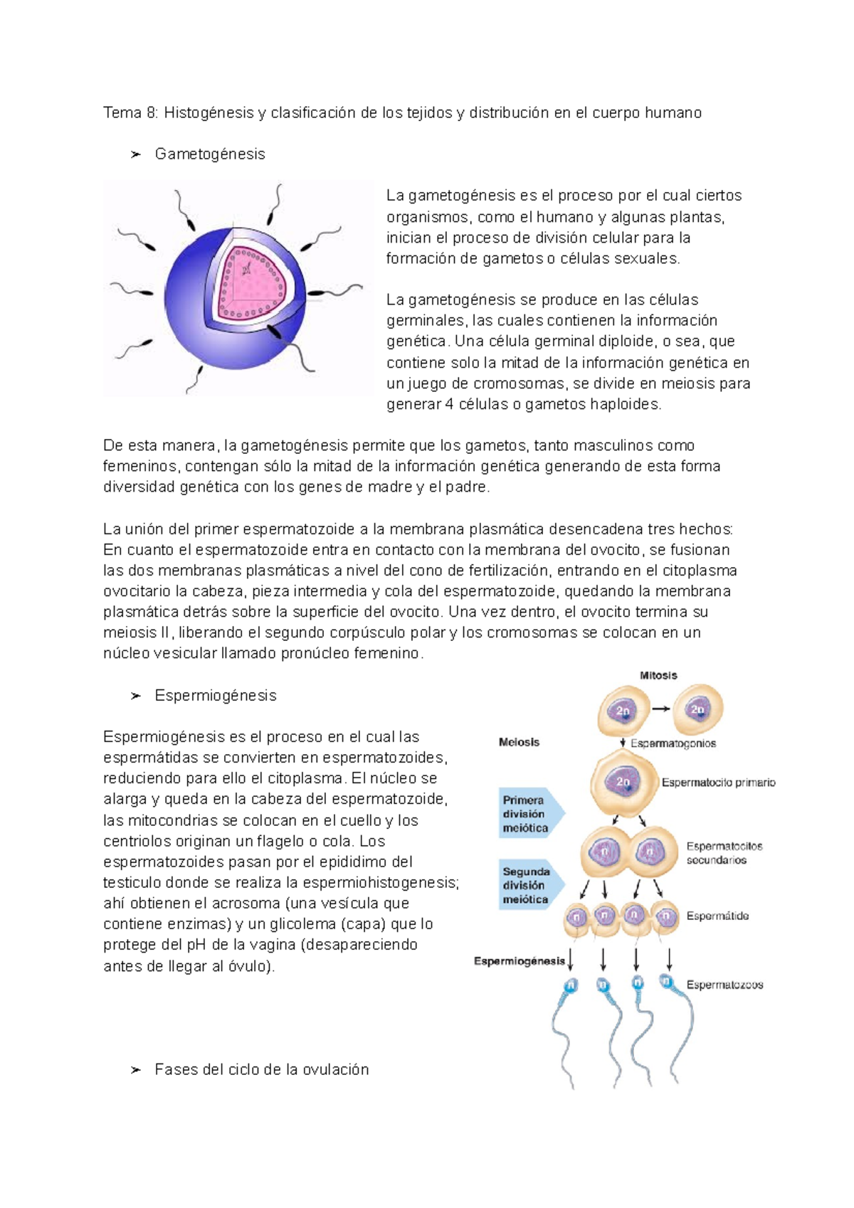 Tema 8 Histogénesis y clasificación distribución de los tejidos del ...