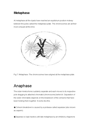 Notes: Mendel's second law - principle of independent assortment ...