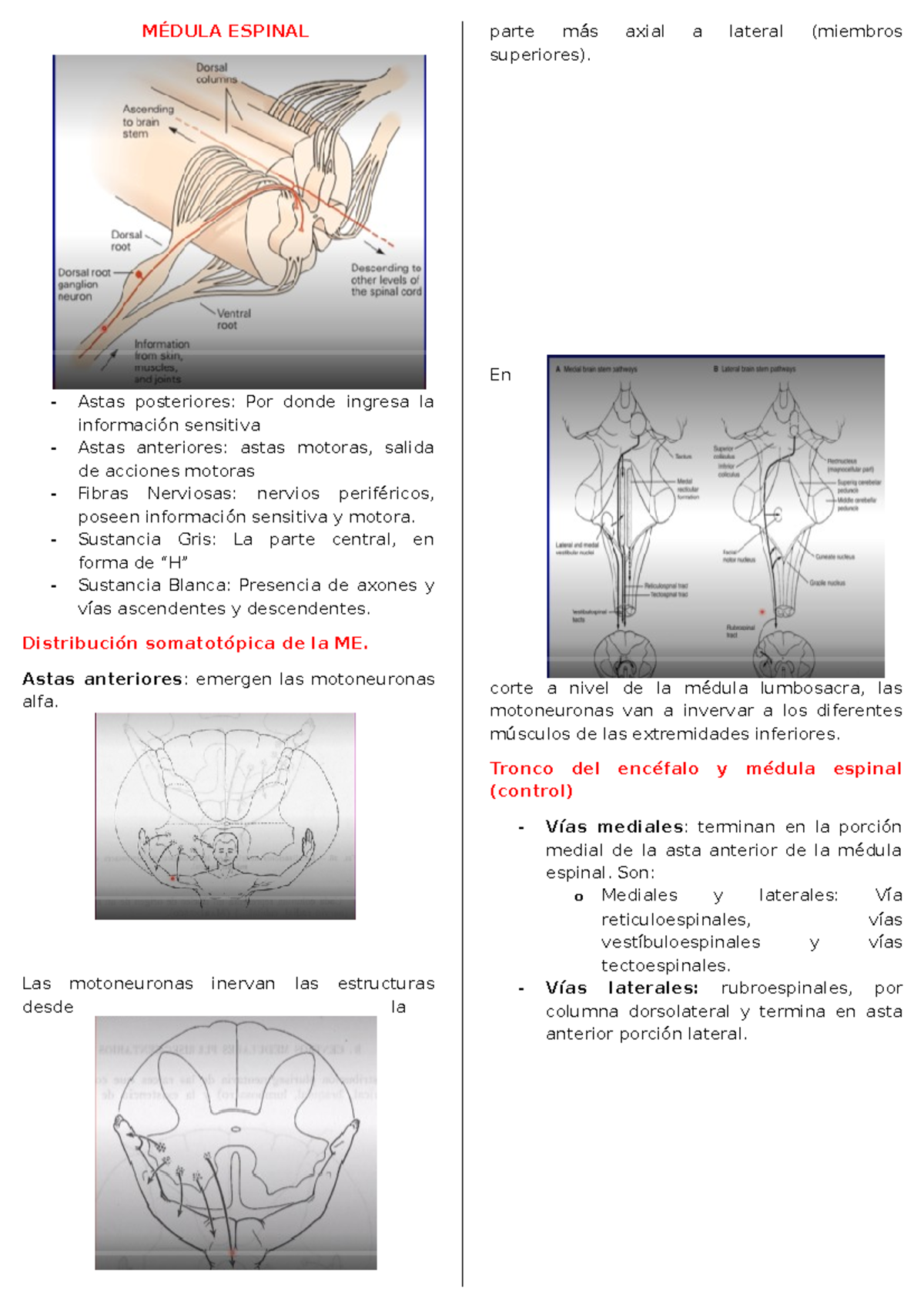 Clase 3.2 Funciones Motores DE LA Médula - MÉDULA ESPINAL - Astas ...