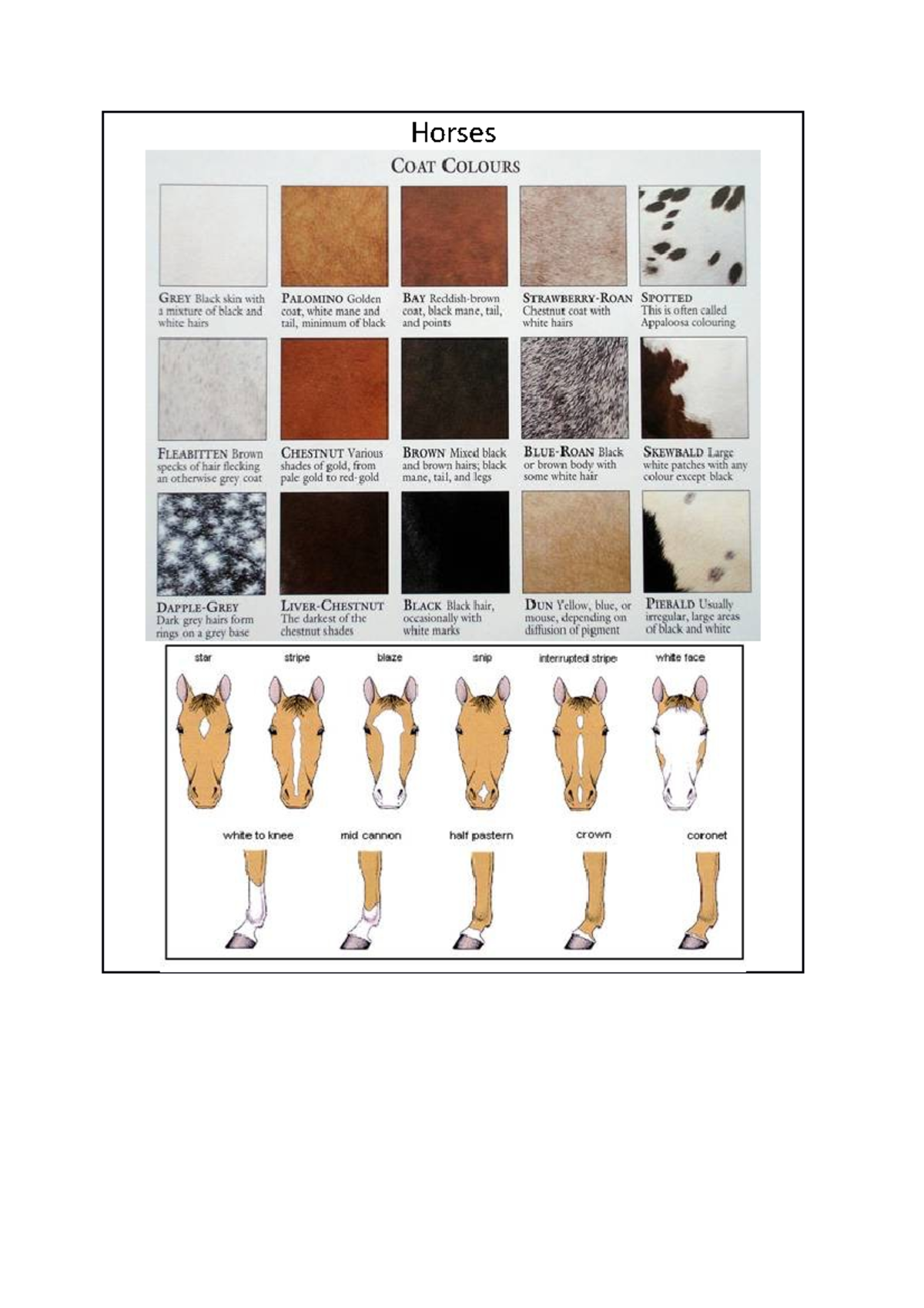 Breed table and horse notes - Horses Holsteiner (commonly used in ...