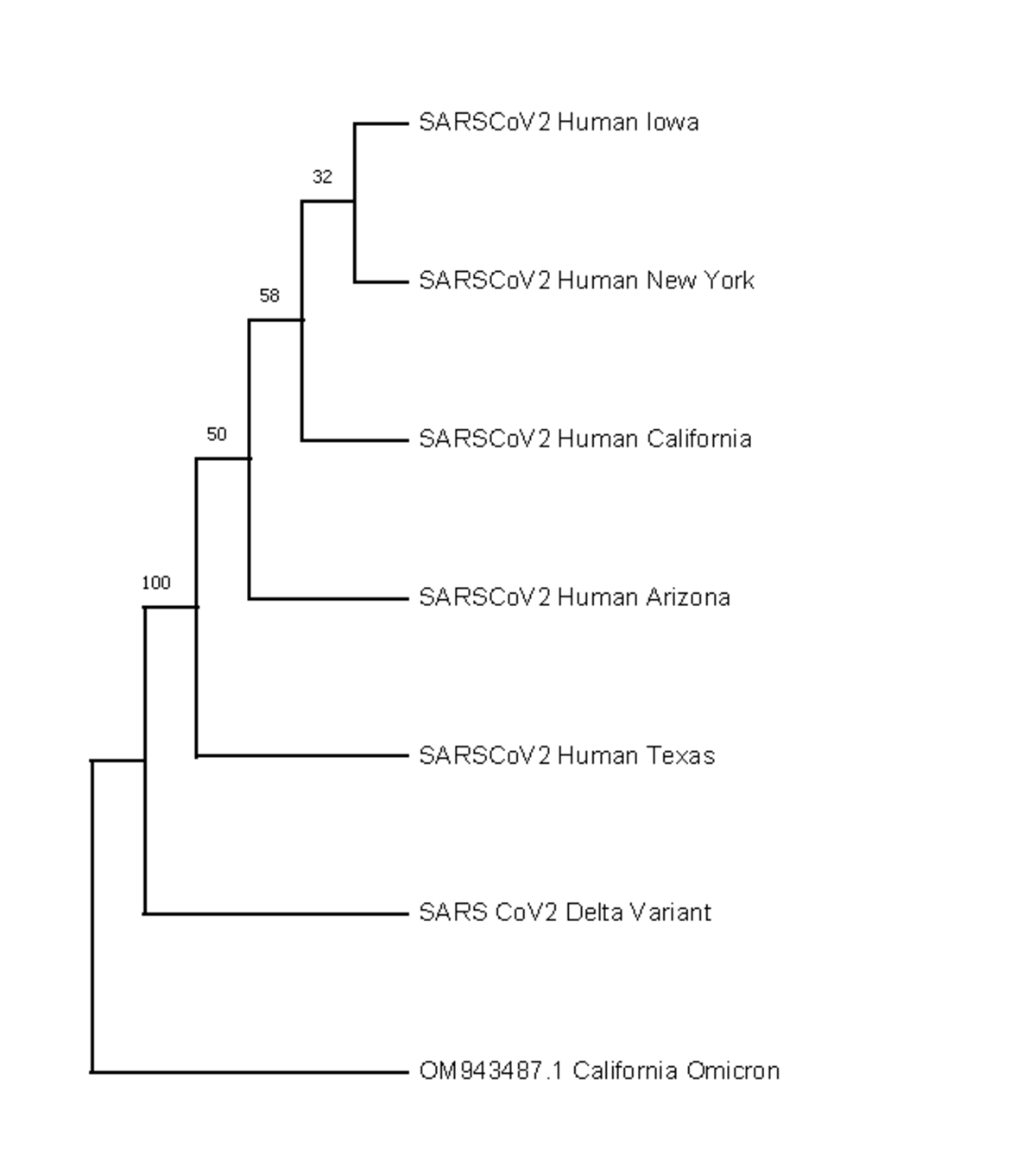 Tree image - phenotype tree - SARSCoV2 Human Iowa SARSCoV2 Human New ...