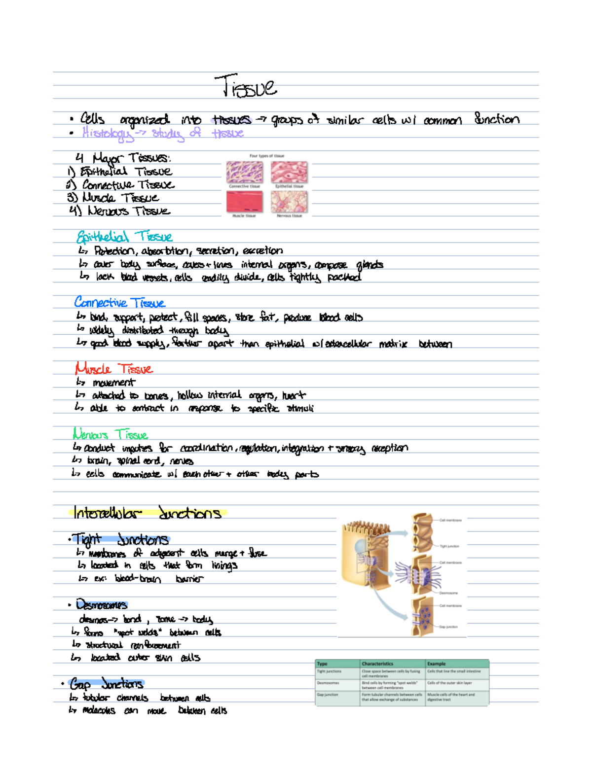 Chapter 5- tissue - Tissue ####### Cells organized into tissues groups ...