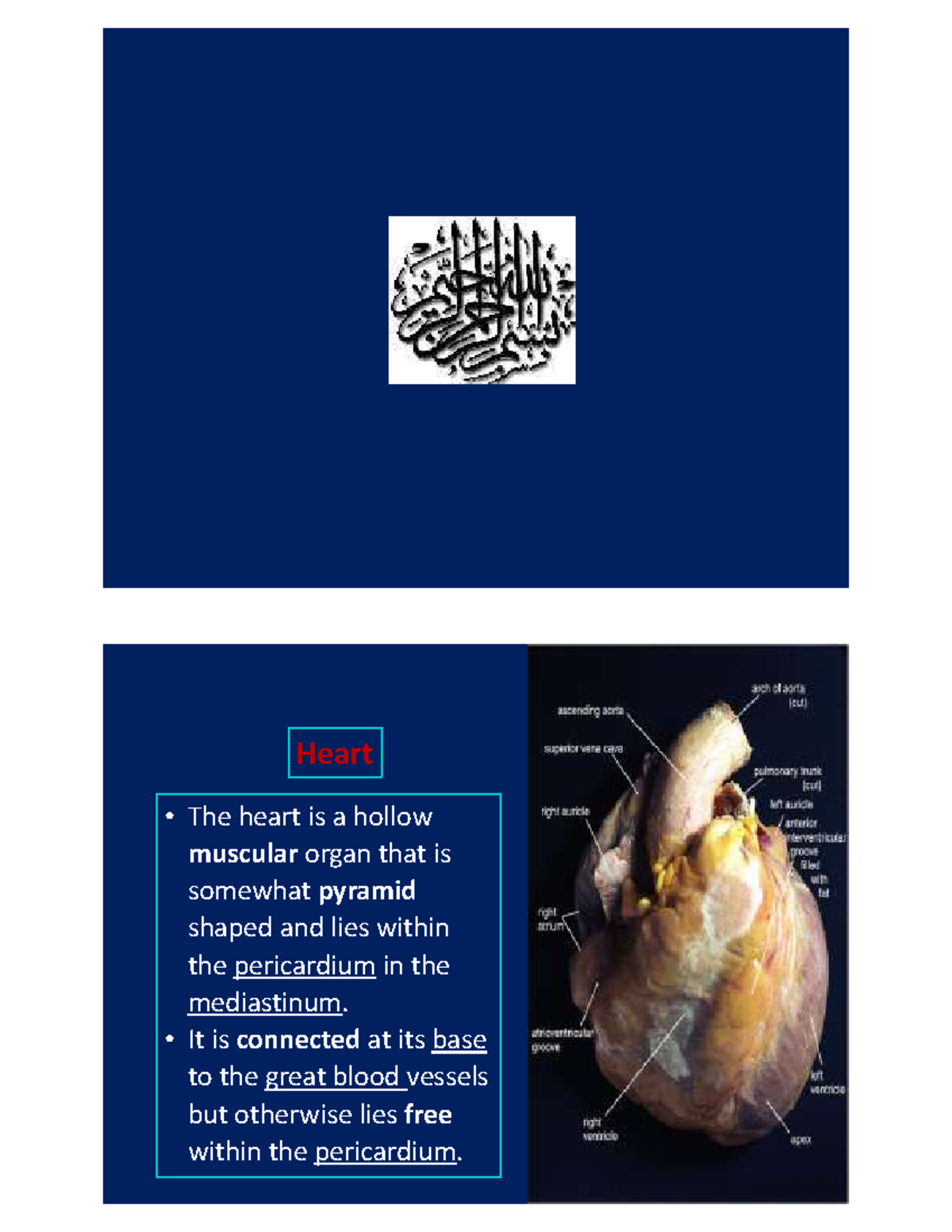 Thoracic (3) Cavity-3 - medicine - The heart is a hollow muscular organ ...