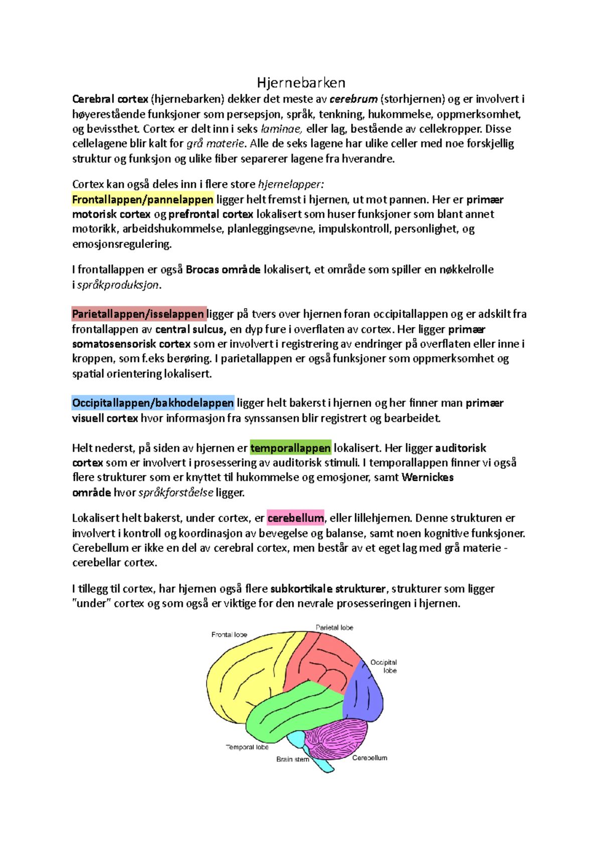 Hjernebarken - Hjernebarken Cerebral cortex (hjernebarken) dekker det ...