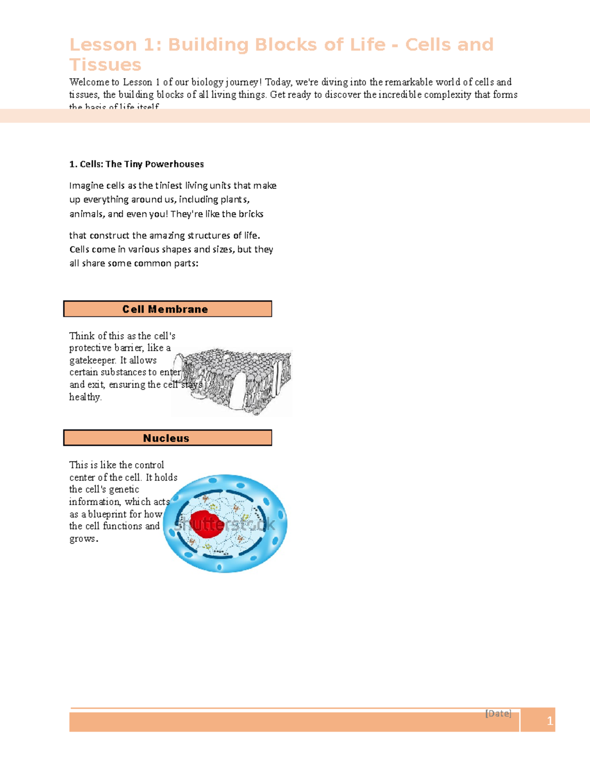 Building Blocks Body Tissue at Ebony Heritage blog