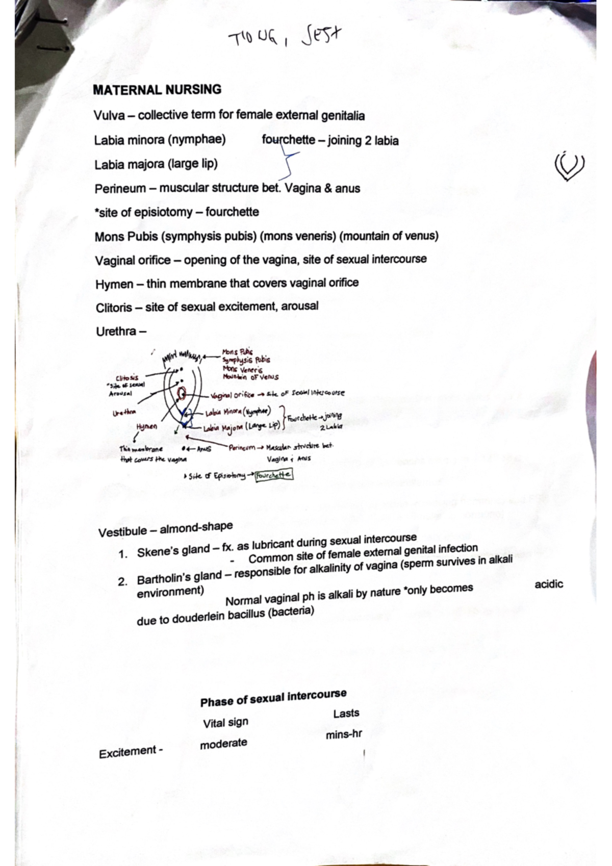 nursing notes for board exam - THOUG, JEST MATERNAL NURSING Vulva ...